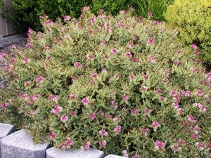 Hebe hybrida Annies Winter Wonder | Wholesale Nursery - Nurseries in ...