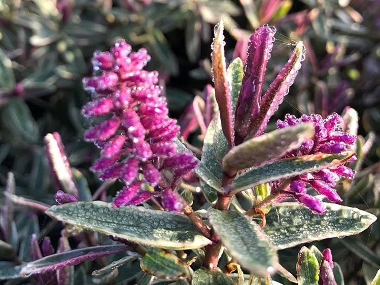 Hebe hybrida Annies Winter Wonder | Wholesale Nursery - Nurseries in ...