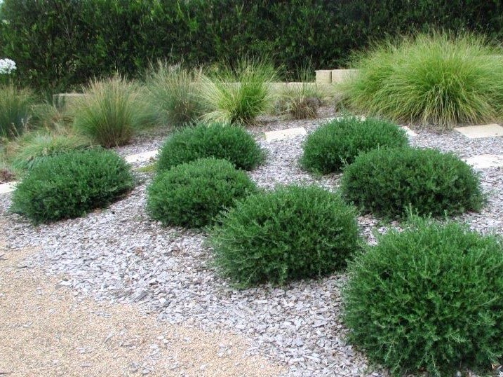 Westringia fruticosa Mundi | Wholesale Nursery - Nurseries in Melbourne ...