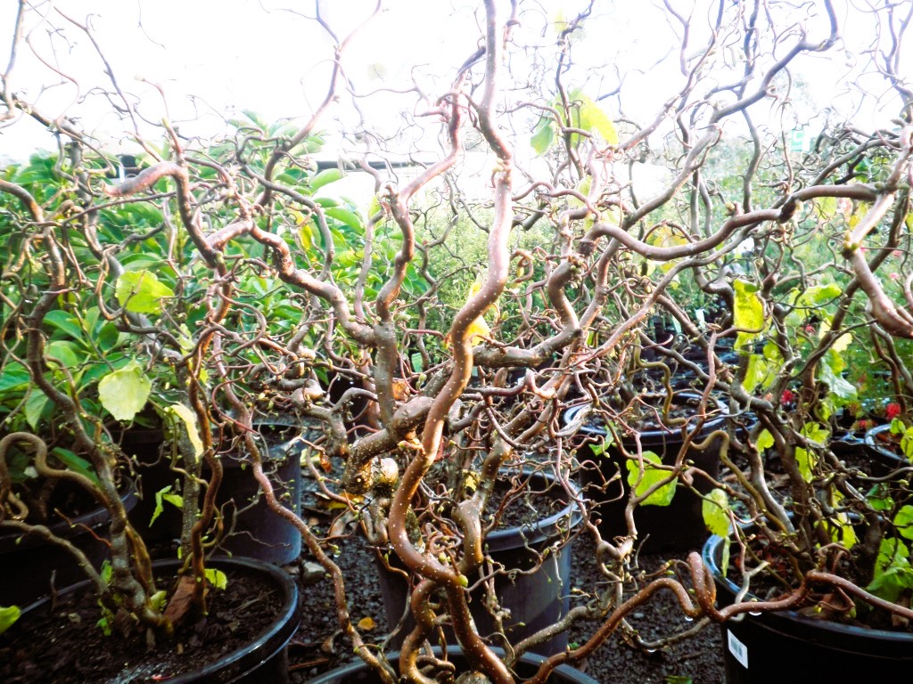 Corylus avellana Contorta | Wholesale Nursery - Nurseries in Melbourne ...