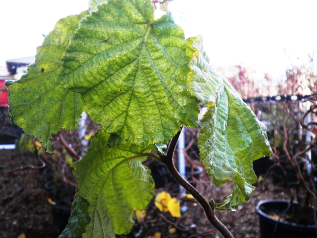 Corylus avellana Contorta | Wholesale Nursery - Nurseries in Melbourne ...