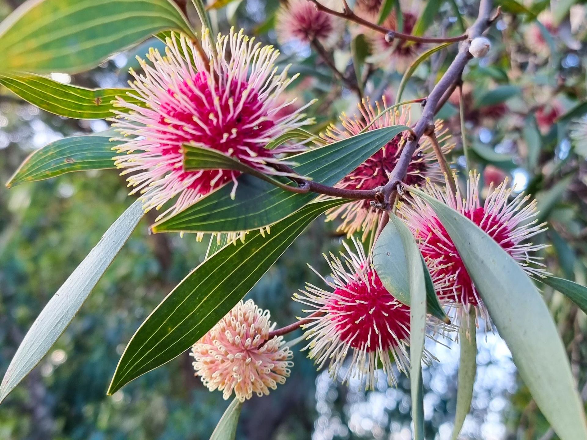 Hakea laurina | Wholesale Nursery - Nurseries in Melbourne & Brisbane ...