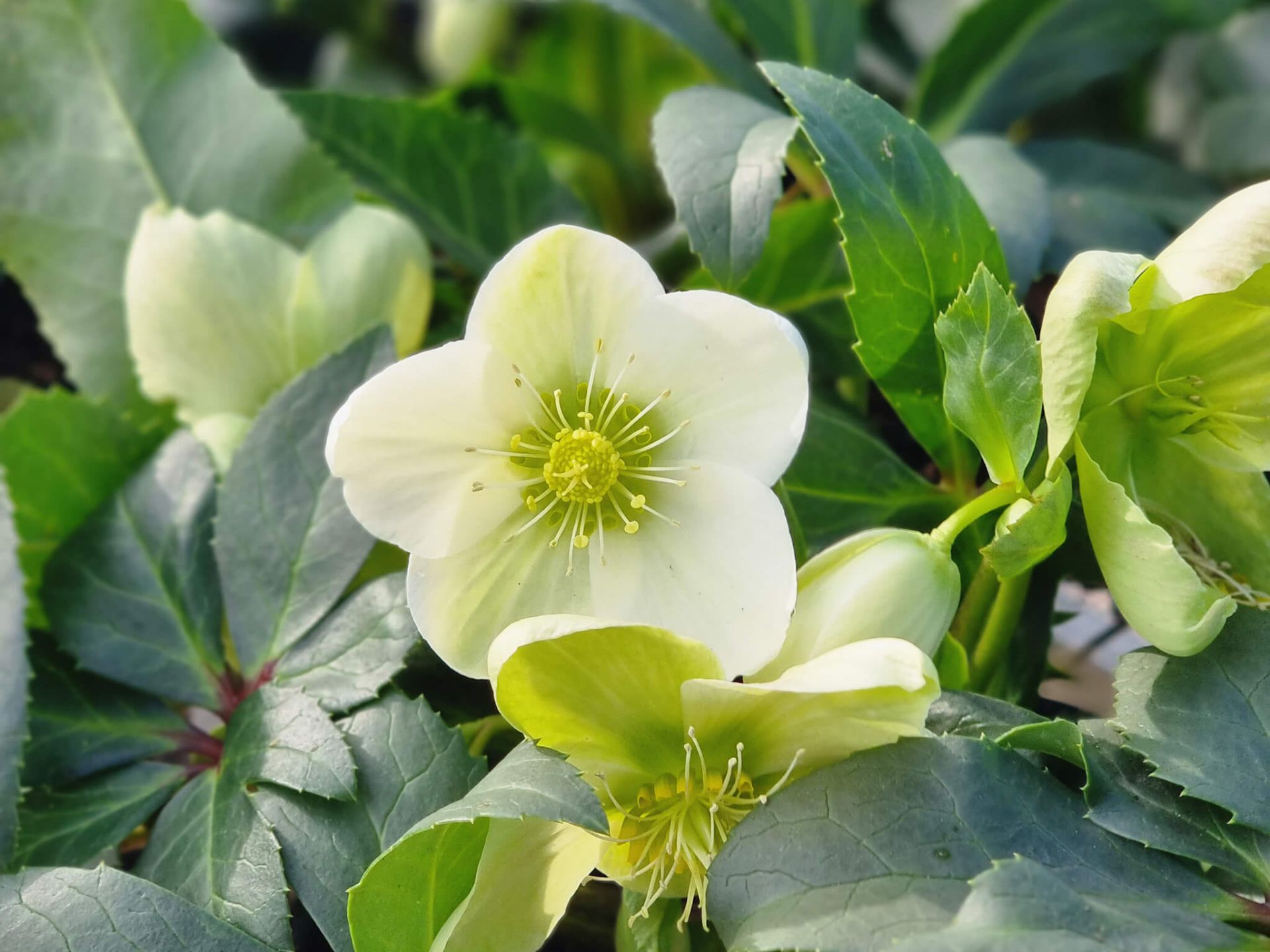 Helleborus ericsmithii HGC Ice Breaker Max | Wholesale Nursery ...
