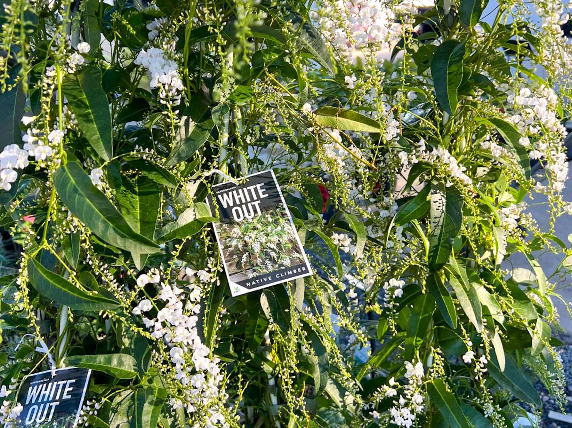 Hardenbergia violacea White Out | Wholesale Nursery - Nurseries in ...