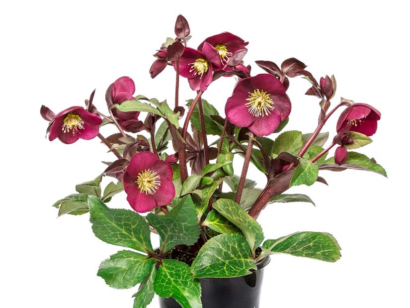 Helleborus hybrida Annas Red PBR | Wholesale Nursery - Nurseries in ...