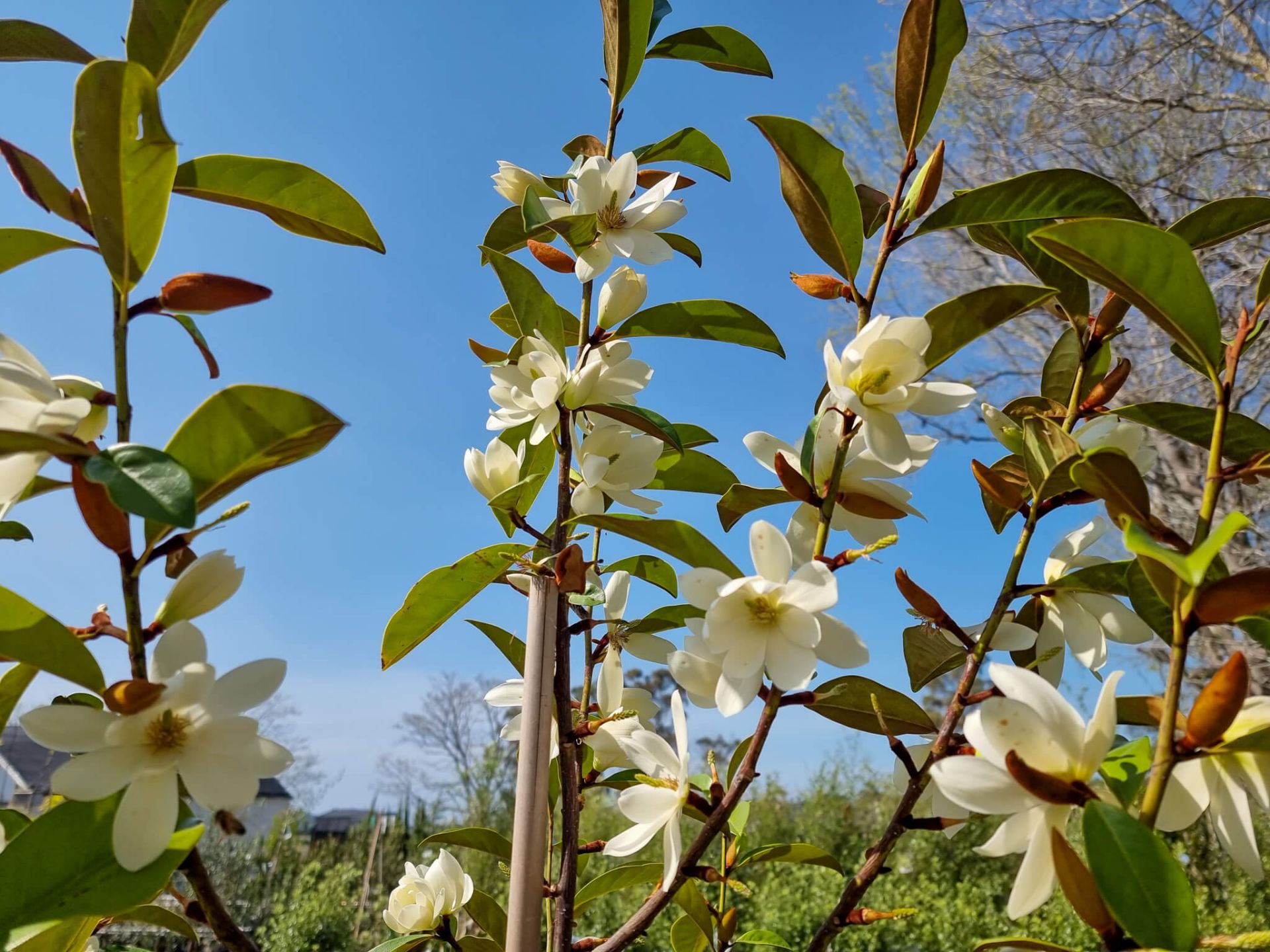 Magnolia hybrida Fairy Cream | Wholesale Nursery - Nurseries in ...