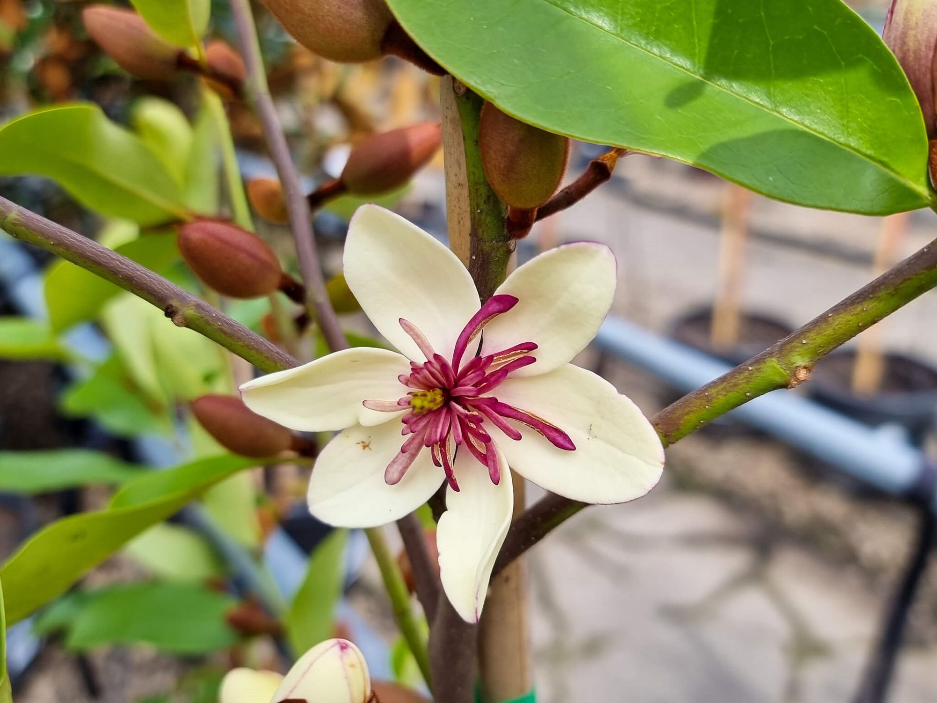Magnolia yunnanensis figo White Caviar | Wholesale Nursery - Nurseries ...