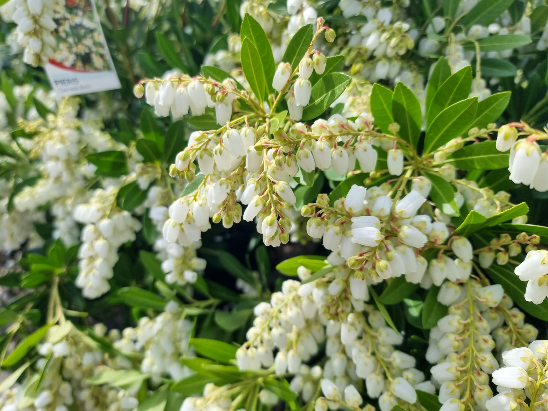 Pieris japonica Temple Bells | Wholesale Nursery - Nurseries in ...