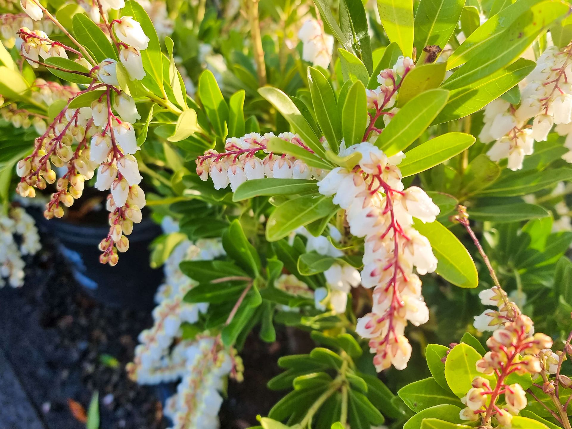 Pieris japonica Temple Bells | Wholesale Nursery - Nurseries in ...