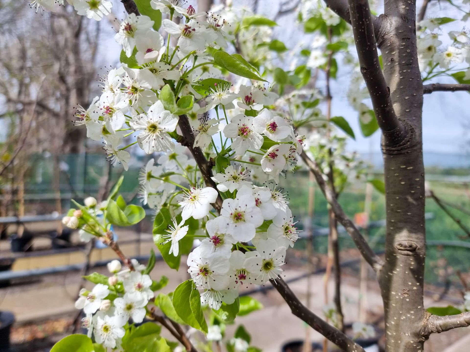 Pyrus calleryana Cleveland Select | Wholesale Nursery - Nurseries in ...