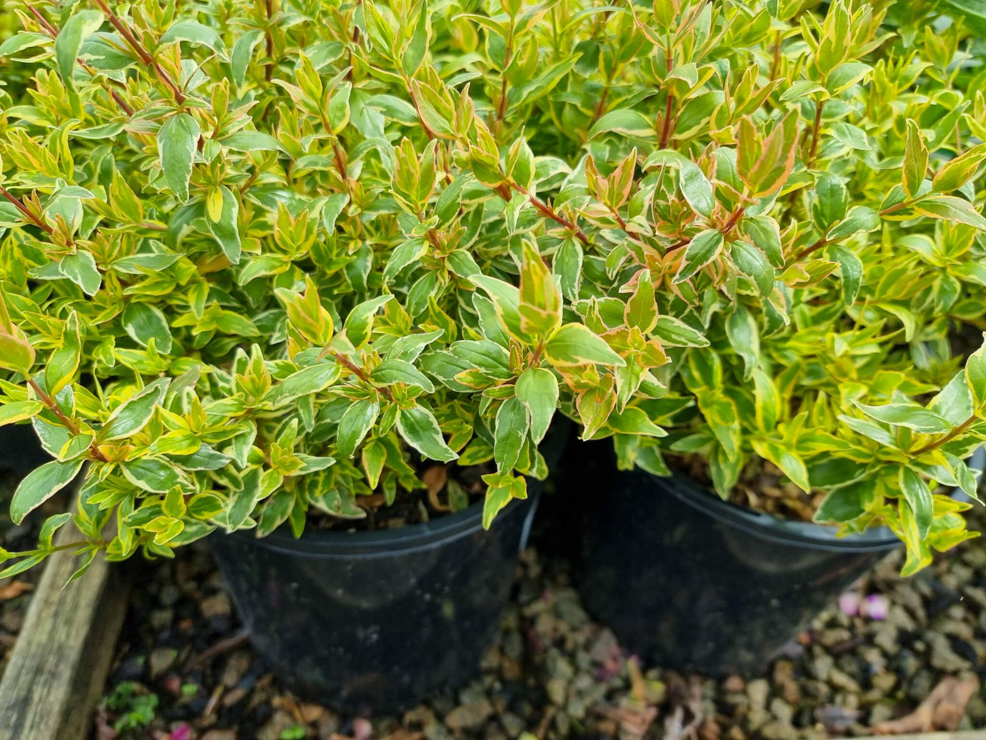 Abelia grandiflora Lime Splice | Wholesale Nursery - Nurseries in ...