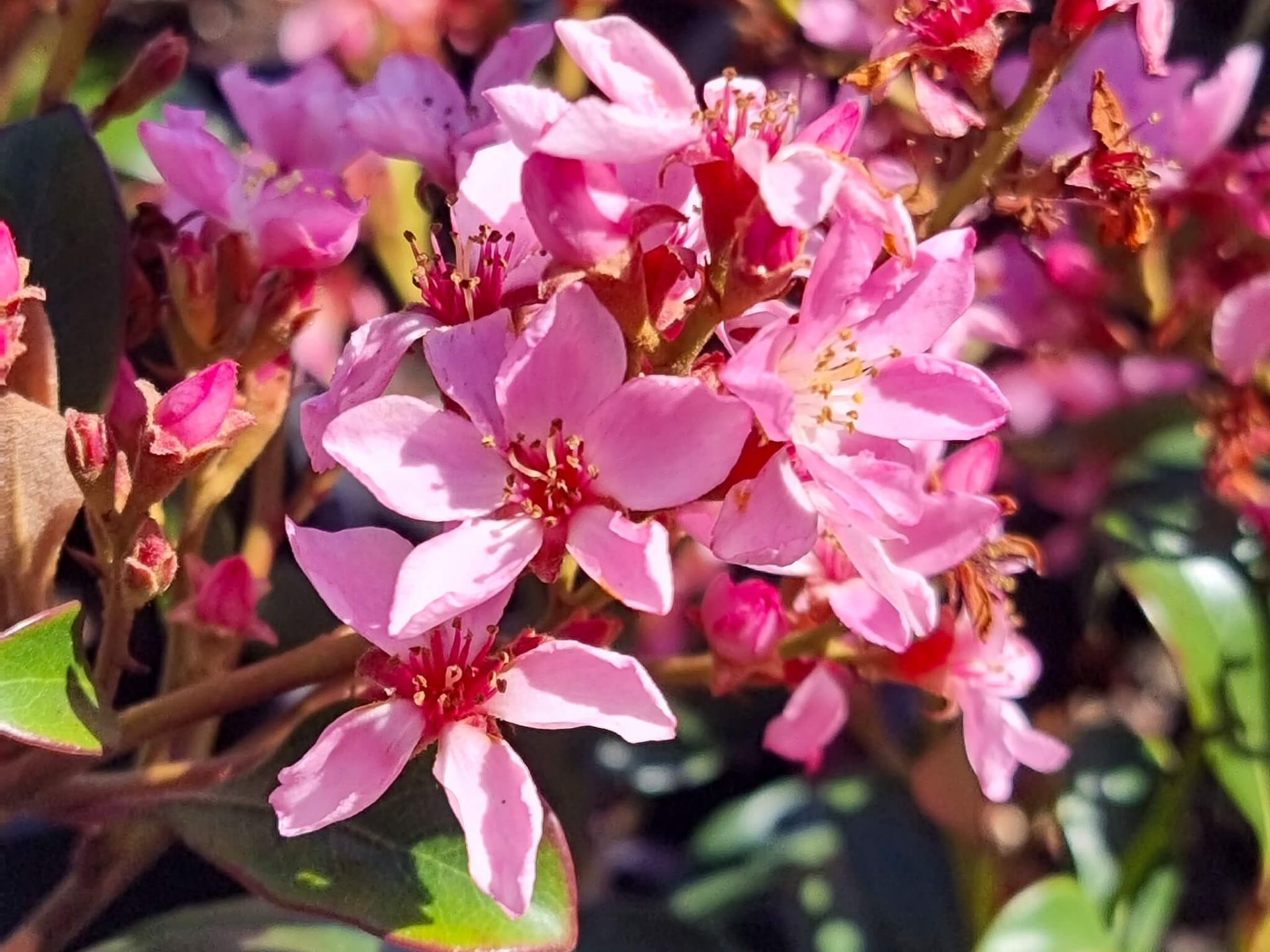 Great Description About Rhaphiolepis Ballerina Plant
