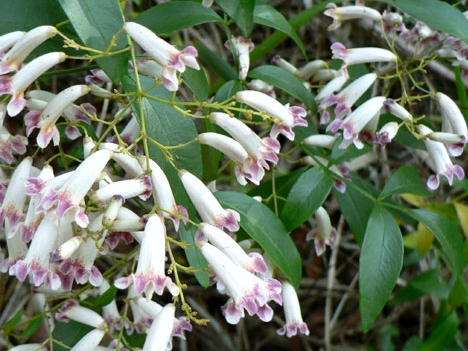 Pandorea pandorana | Wholesale Nursery - Nurseries in Melbourne ...