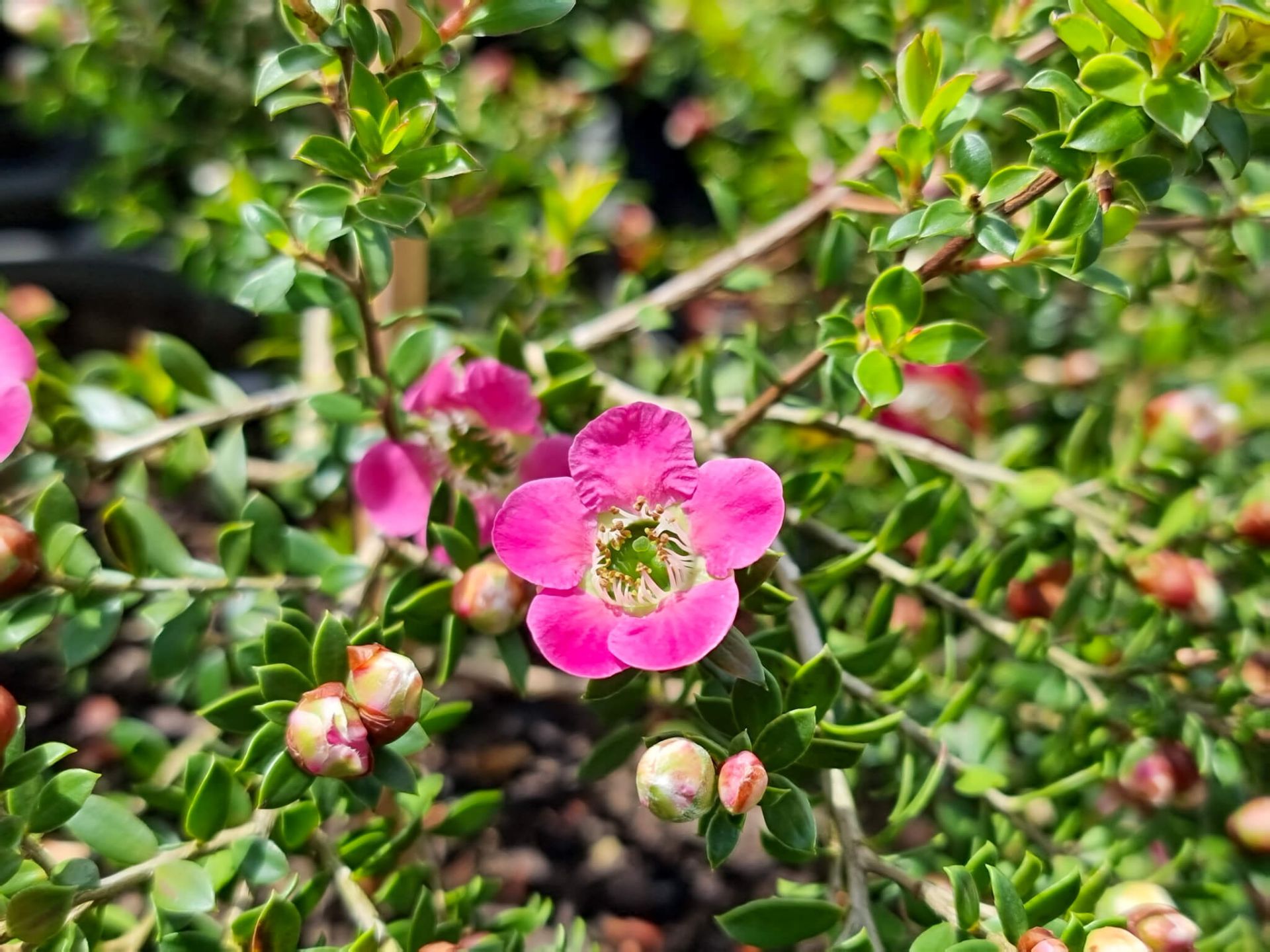 Leptospermum hybrida Piccolo | Wholesale Nursery - Nurseries in ...