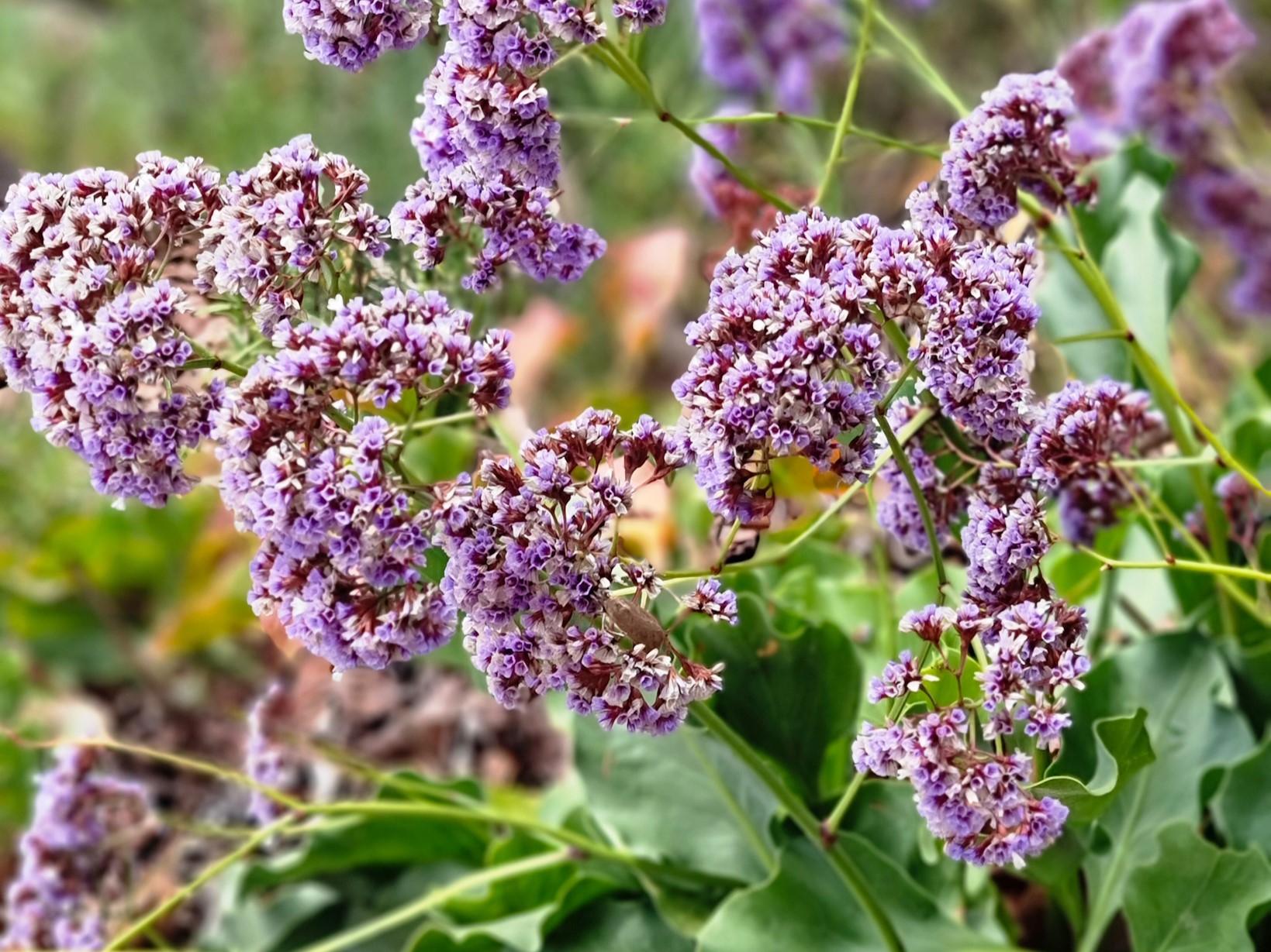 Limonium perezii | Wholesale Nursery - Nurseries in Melbourne ...