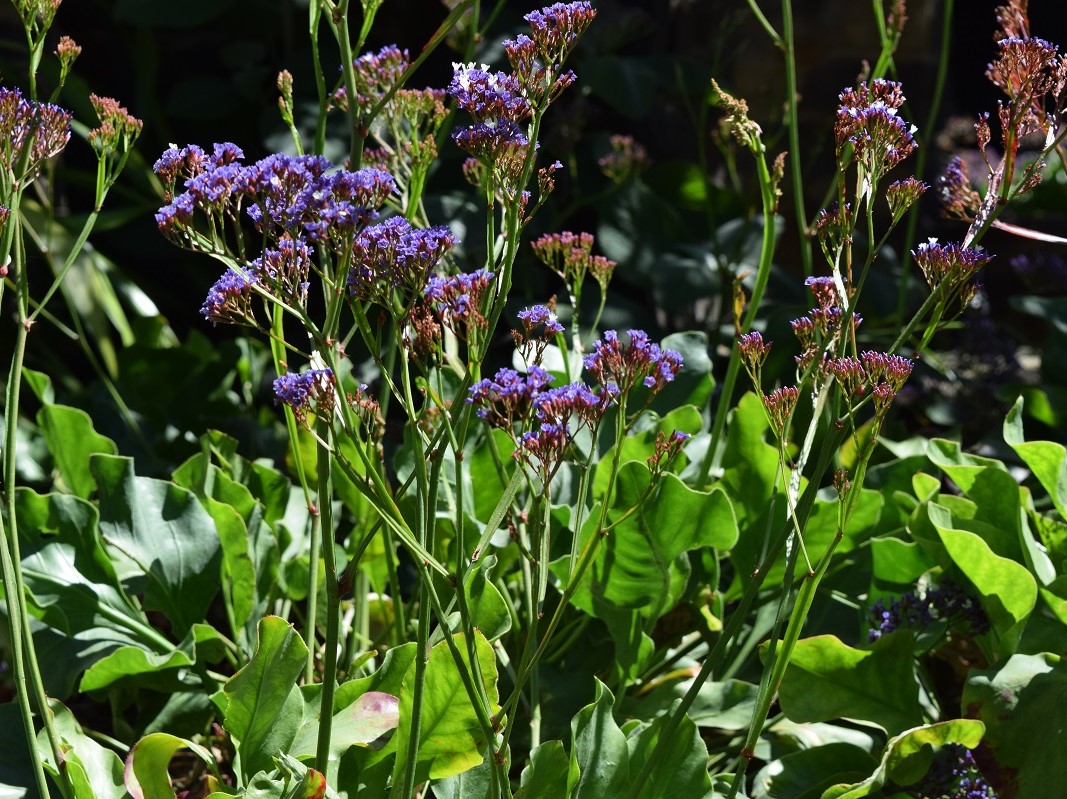 Limonium perezii | Wholesale Nursery - Nurseries in Melbourne ...