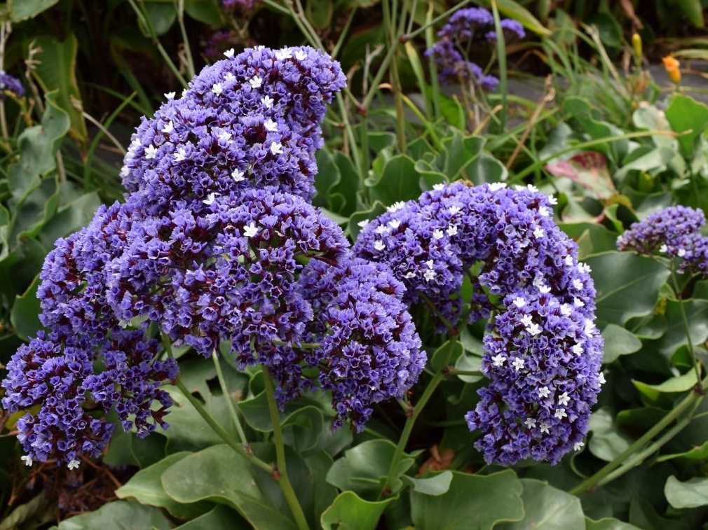 Limonium perezii | Wholesale Nursery - Nurseries in Melbourne ...