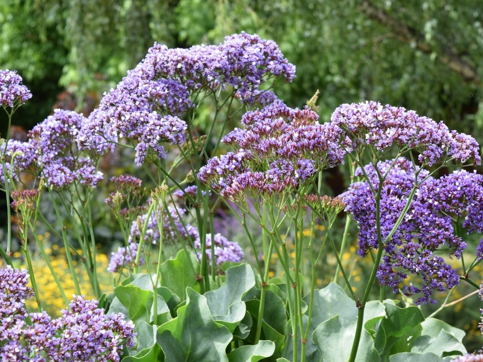 Limonium perezii | Wholesale Nursery - Nurseries in Melbourne ...