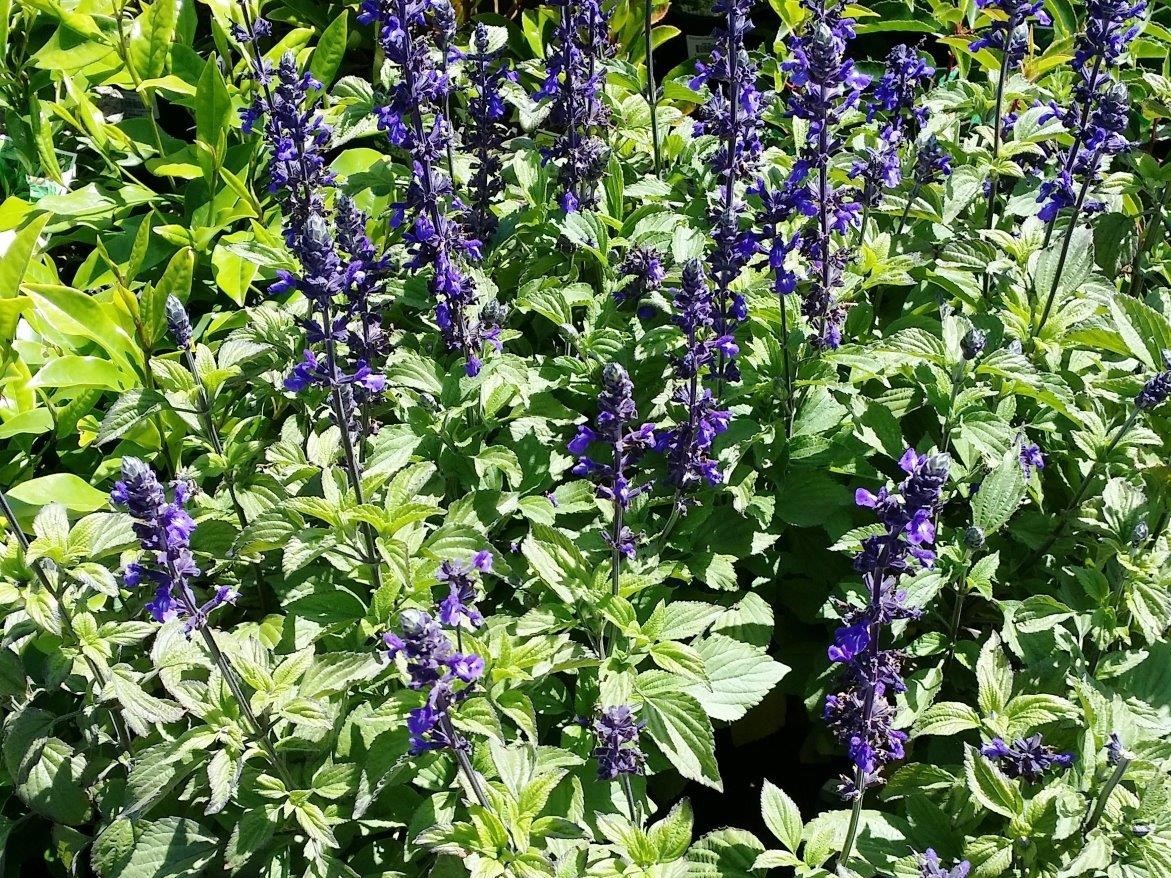 Salvia hybrida Mystic Spires Blue | Wholesale Nursery - Nurseries in ...