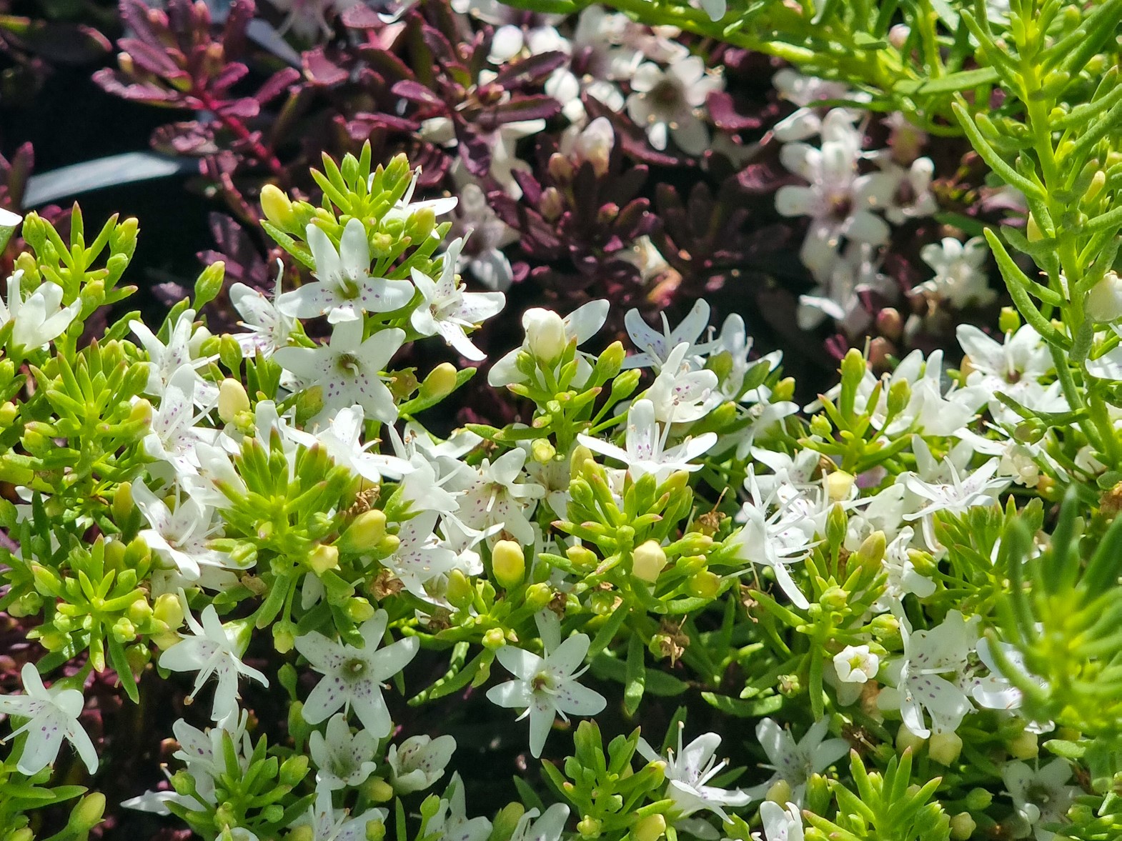 Myoporum parvifolium Fine Leaf | Wholesale Nursery - Nurseries in ...