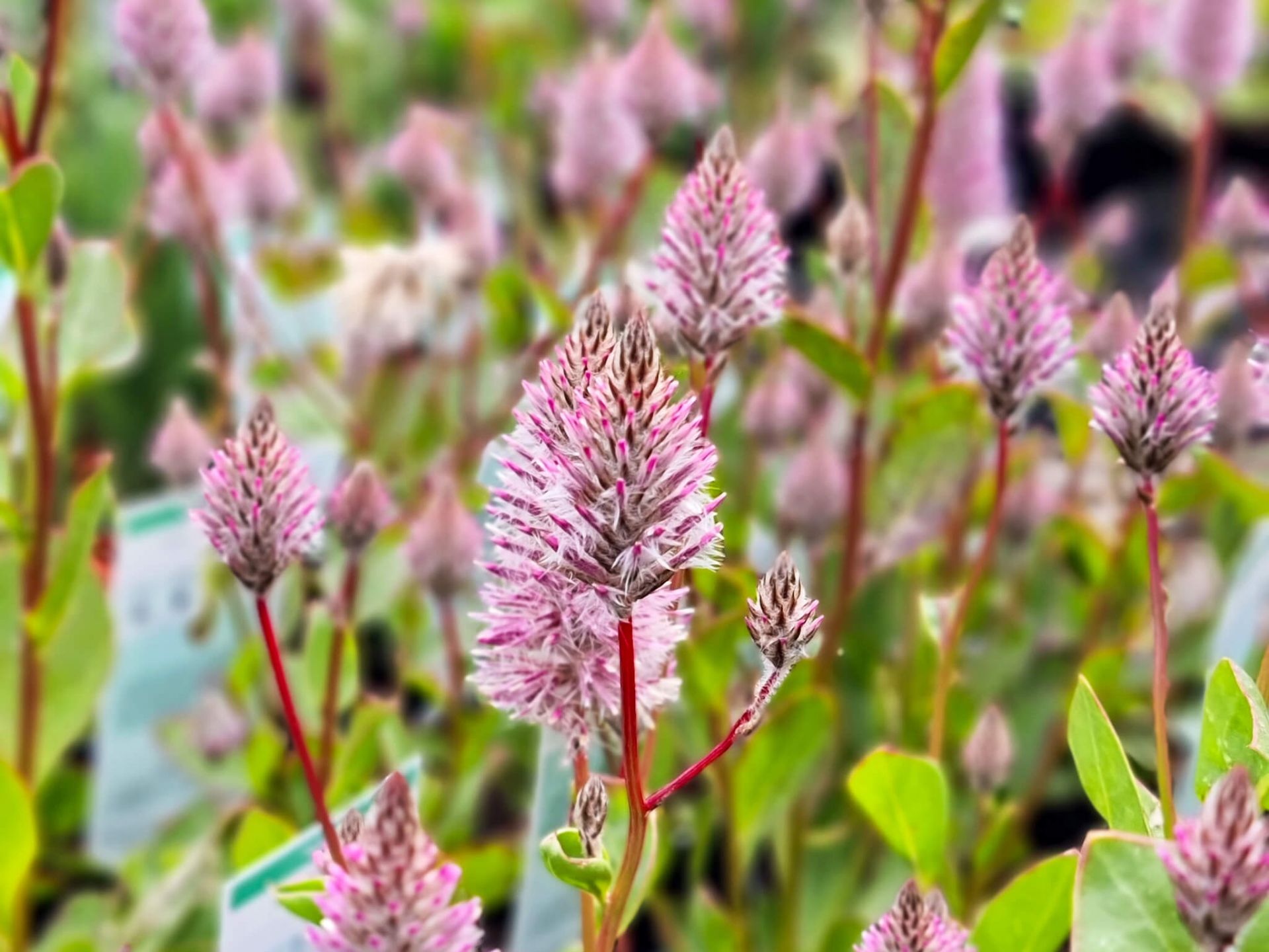 Ptilotus nobilis Joey | Wholesale Nursery - Nurseries in Melbourne ...