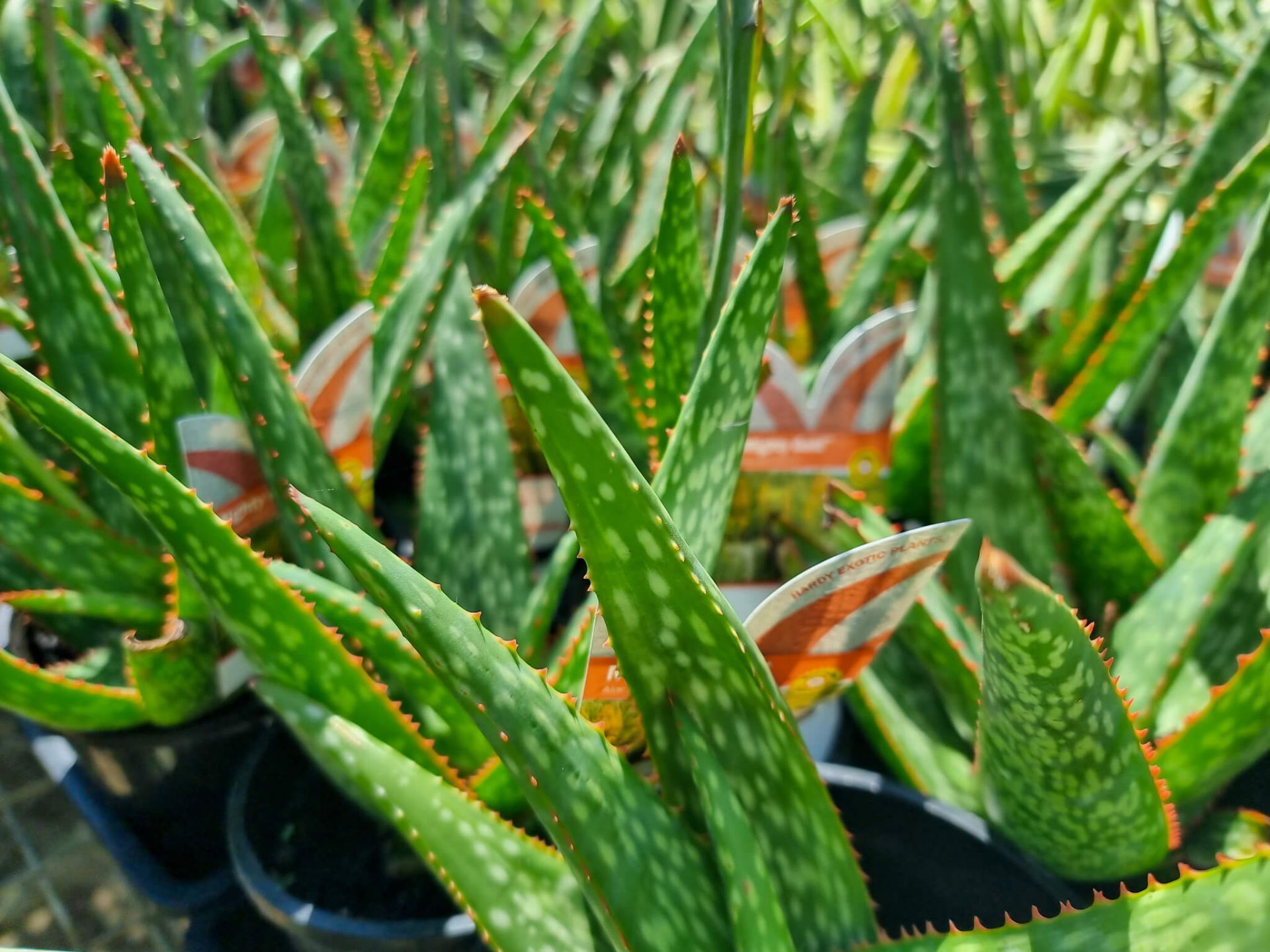 Aloe hybrida Mighty Gold PBR | Wholesale Nursery - Nurseries in ...