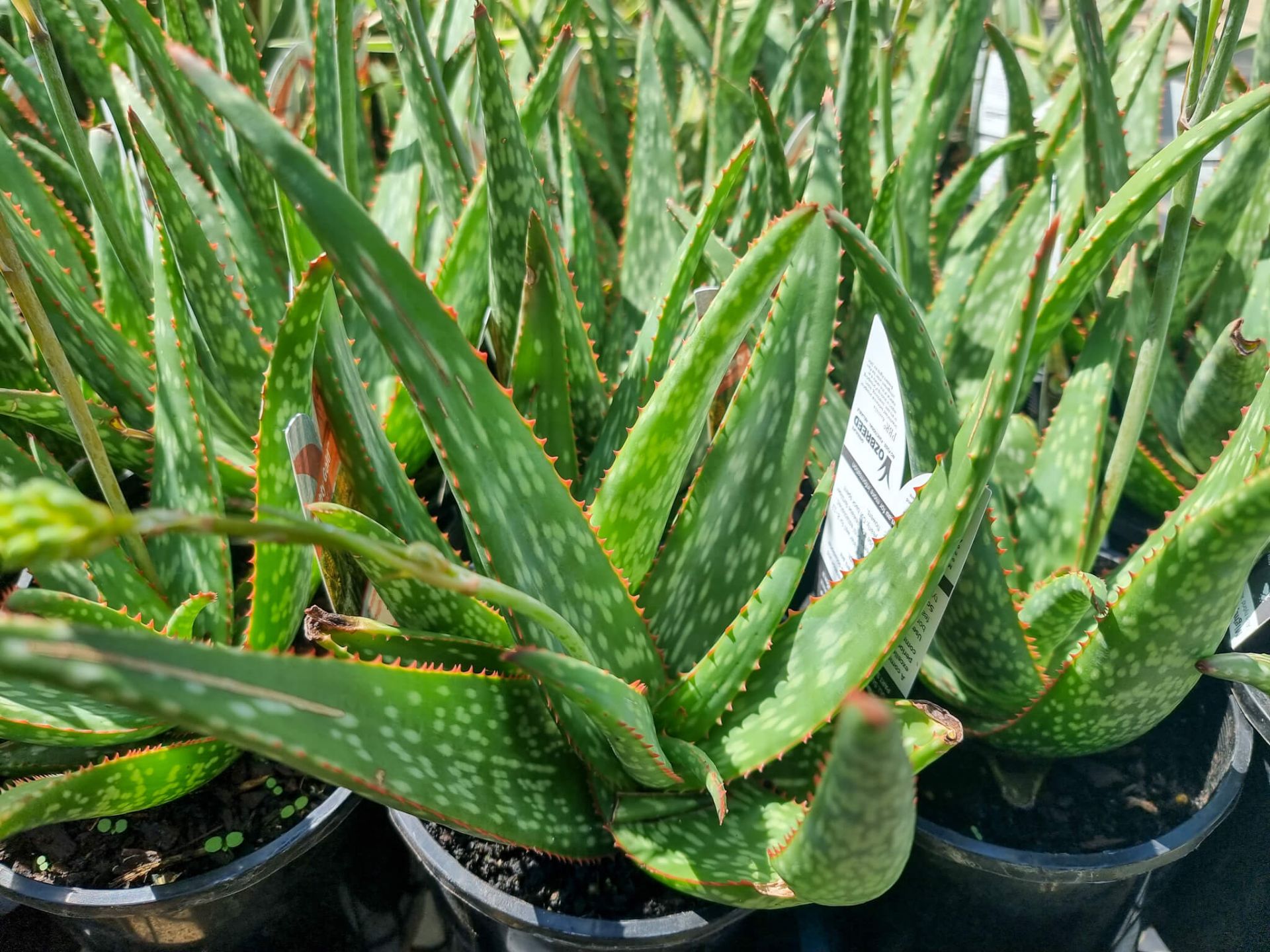 Aloe hybrida Mighty Gold PBR | Wholesale Nursery - Nurseries in ...