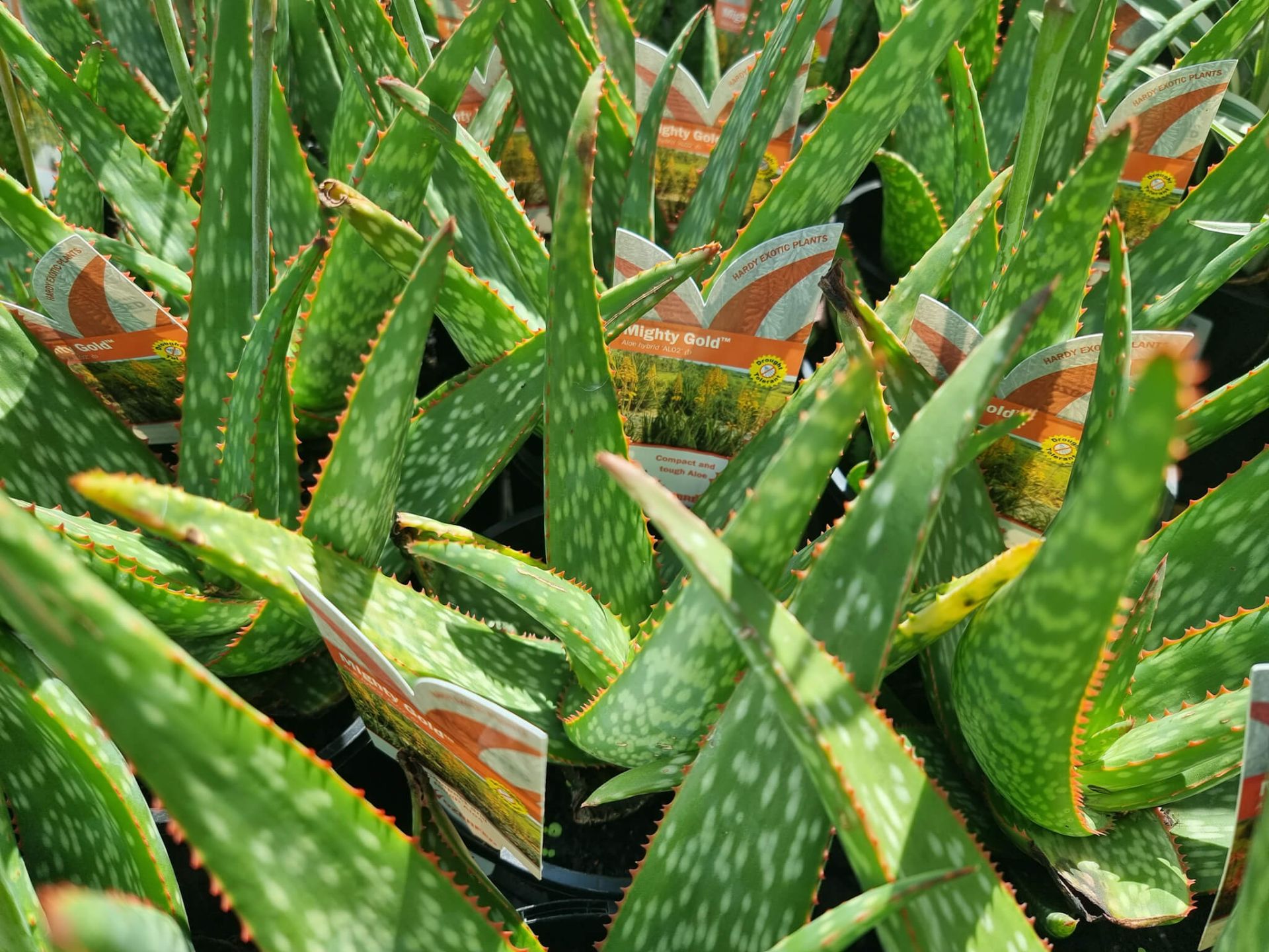 Aloe hybrida Mighty Gold PBR | Wholesale Nursery - Nurseries in ...