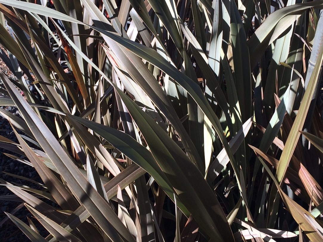 Phormium hybrida Metallica | Wholesale Nursery - Nurseries in Melbourne ...