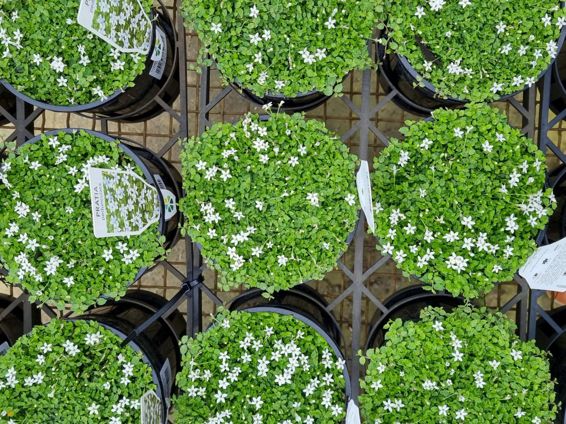 Pratia pedunculata | Wholesale Nursery - Nurseries in Melbourne ...