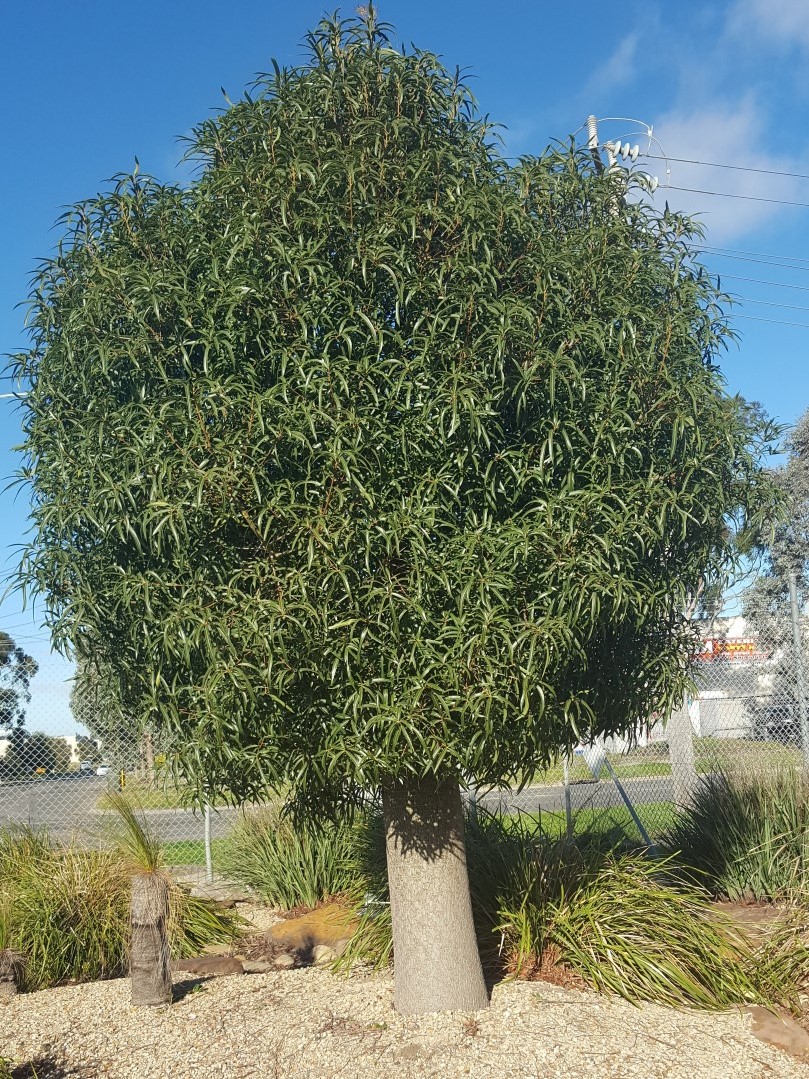 Brachychiton rupestris | Wholesale Nursery - Nurseries in Melbourne ...