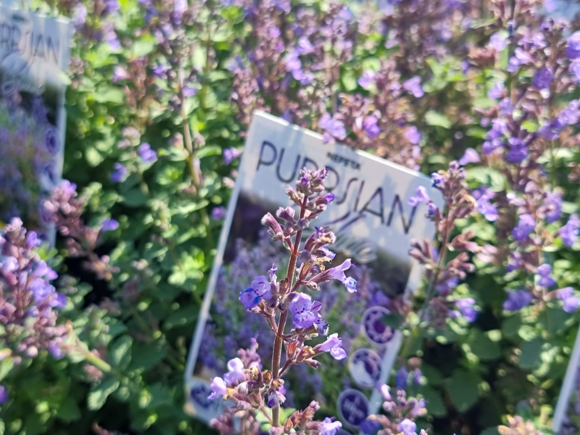 Nepeta faassenii Purrsian Blue | Wholesale Nursery - Nurseries in ...