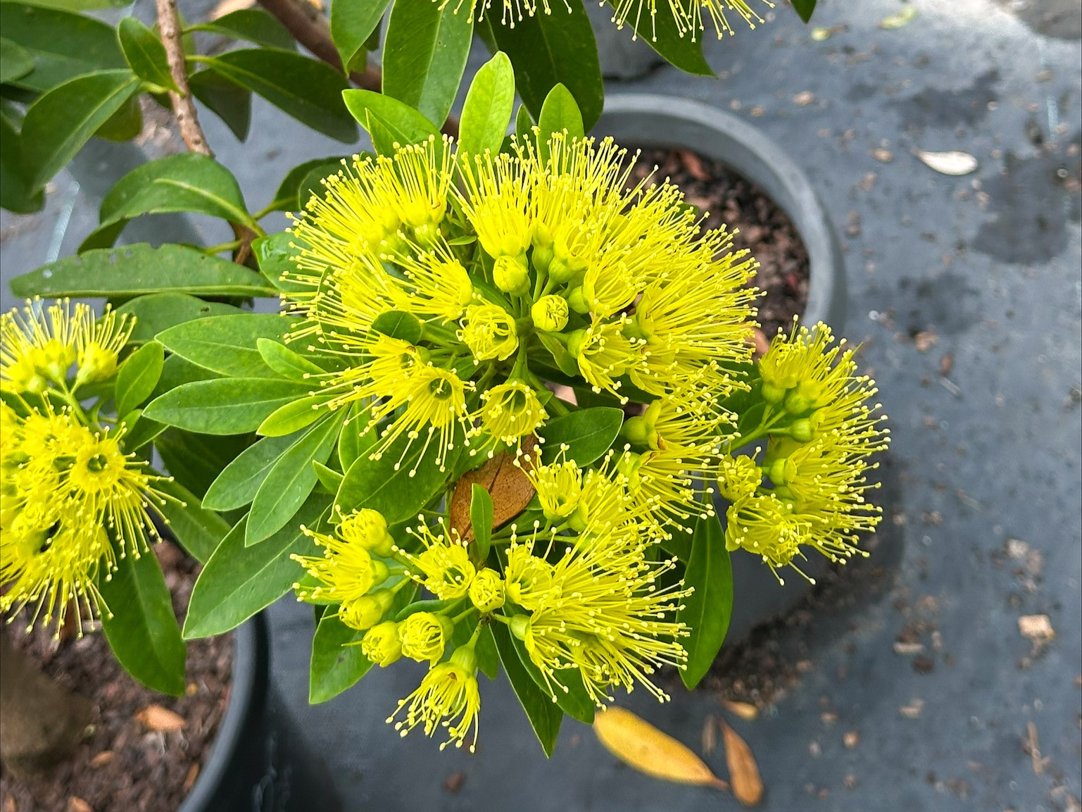 Xanthostemon chrysanthus Fairhill Gold | Wholesale Nursery - Nurseries ...
