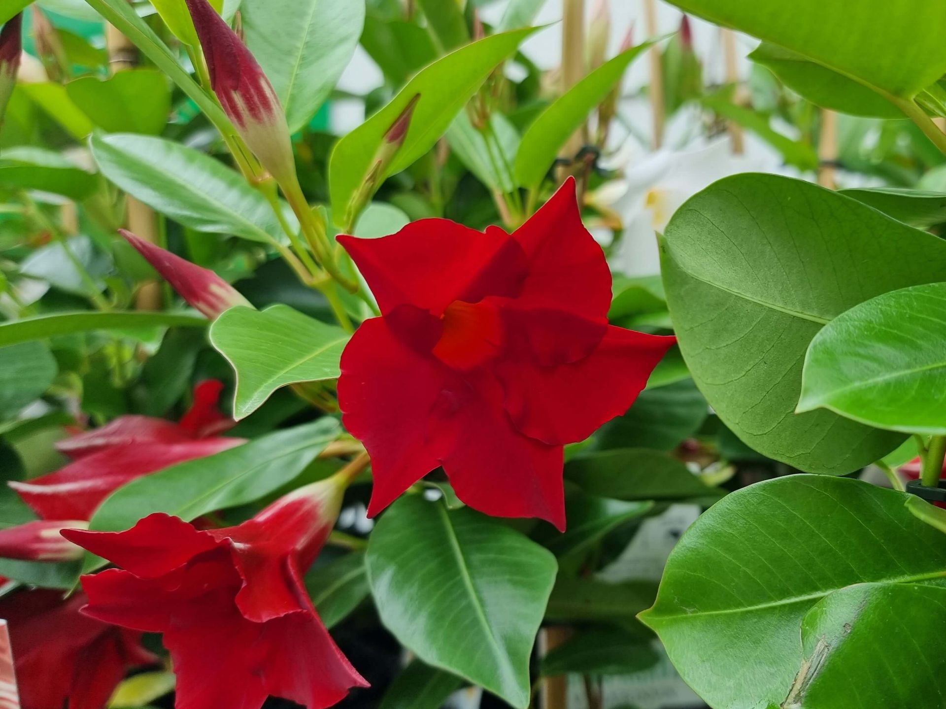 Mandevilla sanderi Jade Red And White | Wholesale Nursery - Nurseries ...