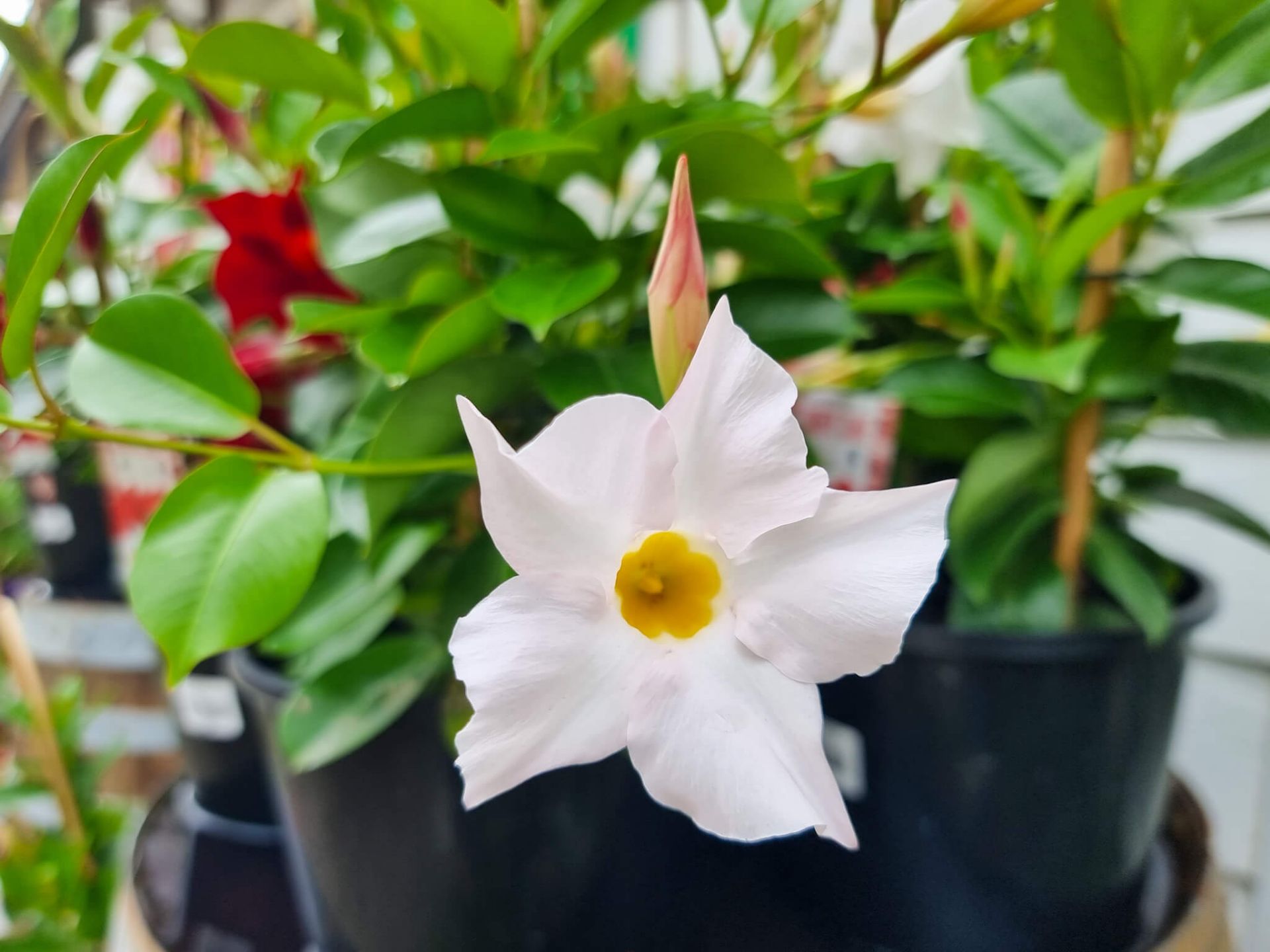 Mandevilla sanderi Jade Red And White | Wholesale Nursery - Nurseries ...
