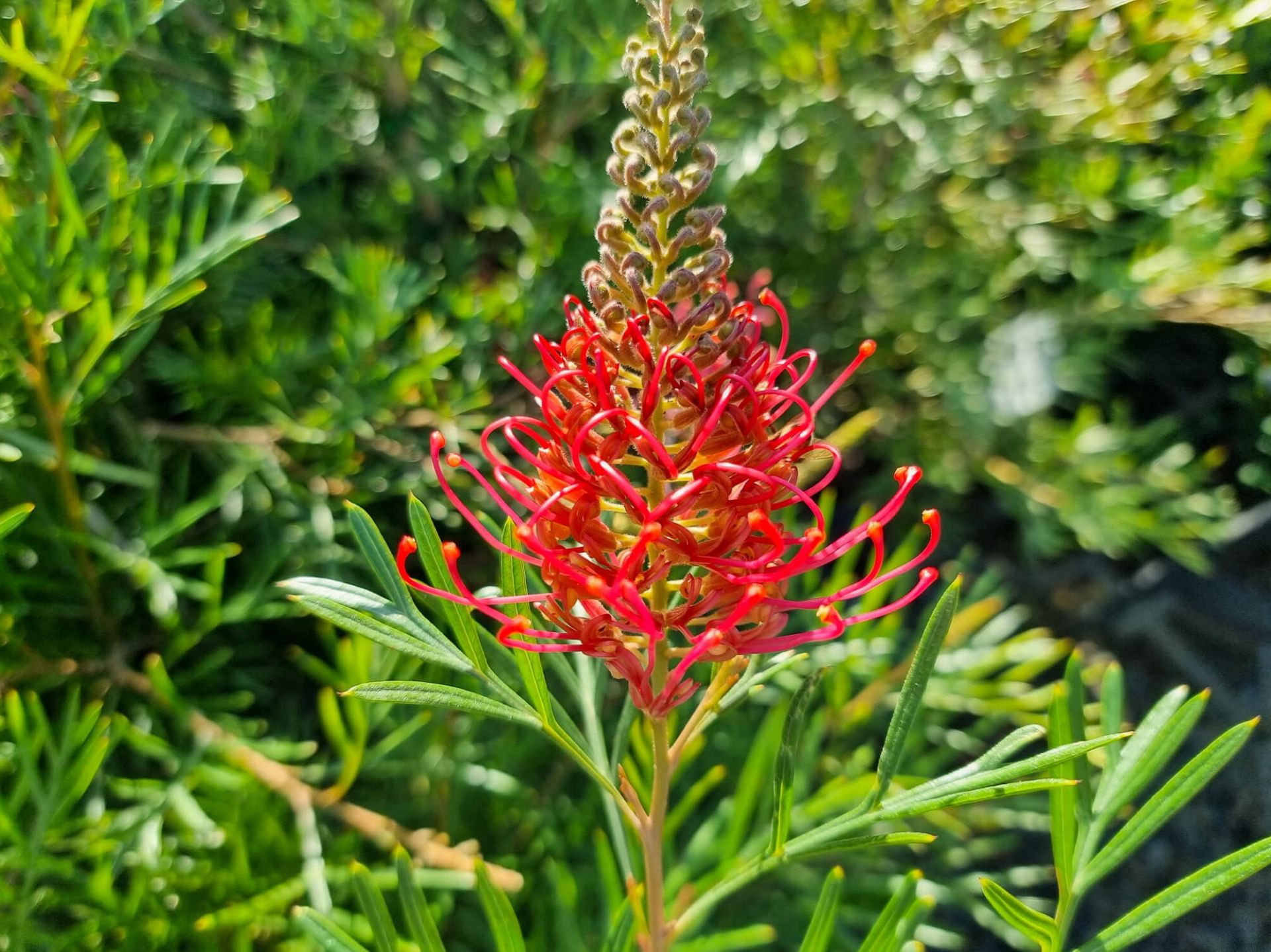 Grevillea hybrida Raspberry Dream PBR | Wholesale Nursery - Nurseries ...