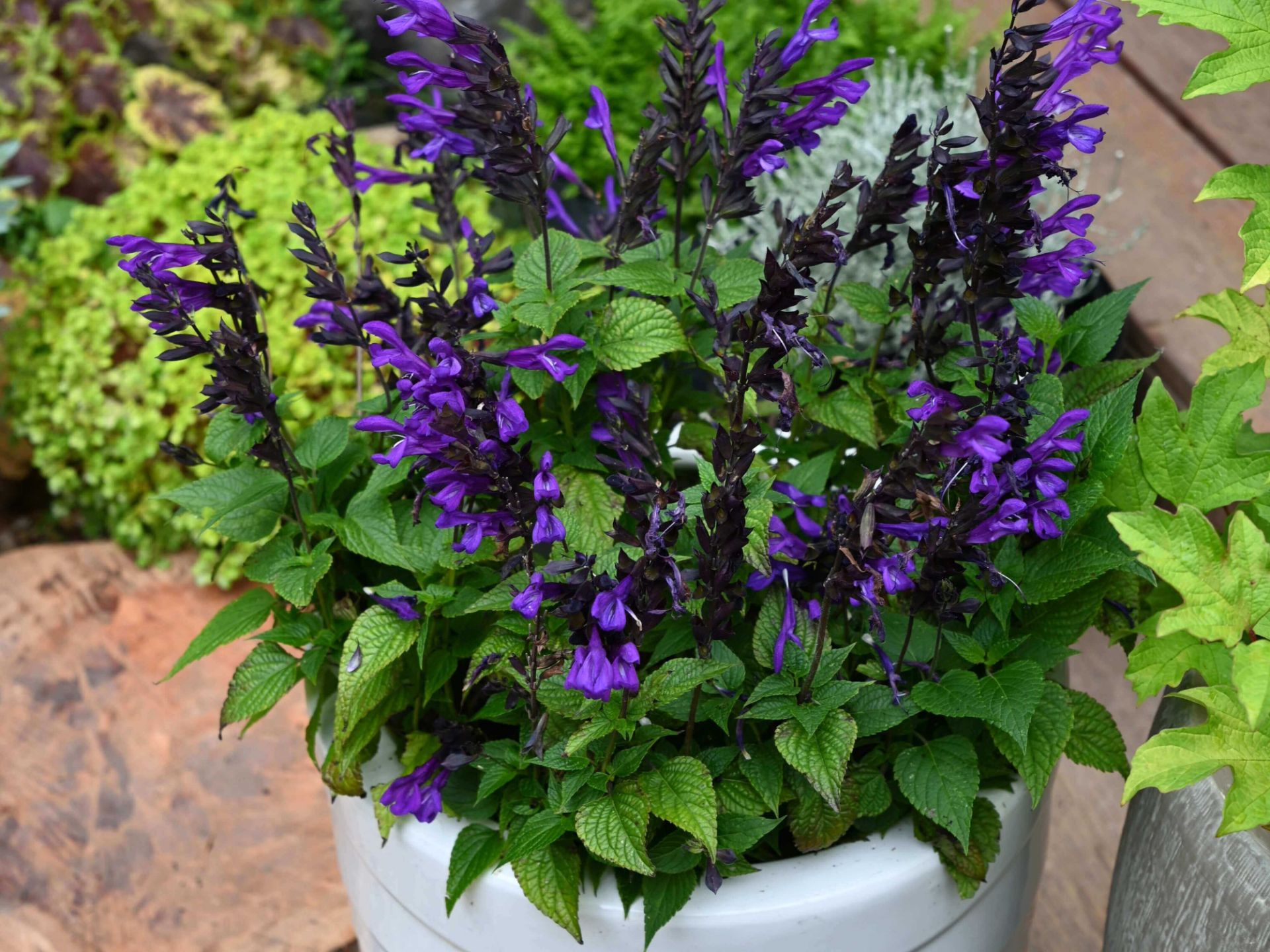 Salvia hybrida Vivacious Fisher SS | Wholesale Nursery - Nurseries in ...