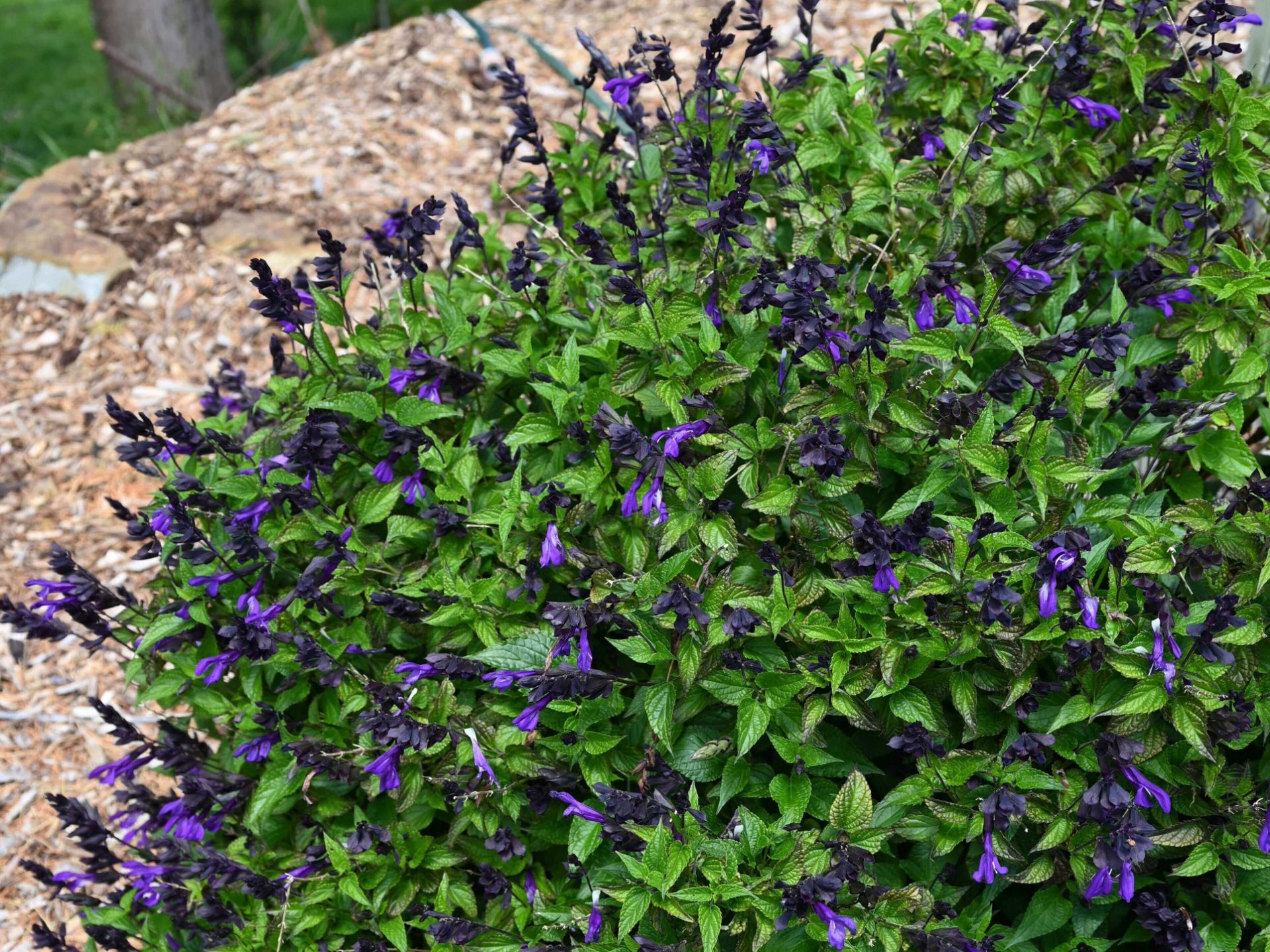 Salvia hybrida Vivacious Fisher SS | Wholesale Nursery - Nurseries in ...