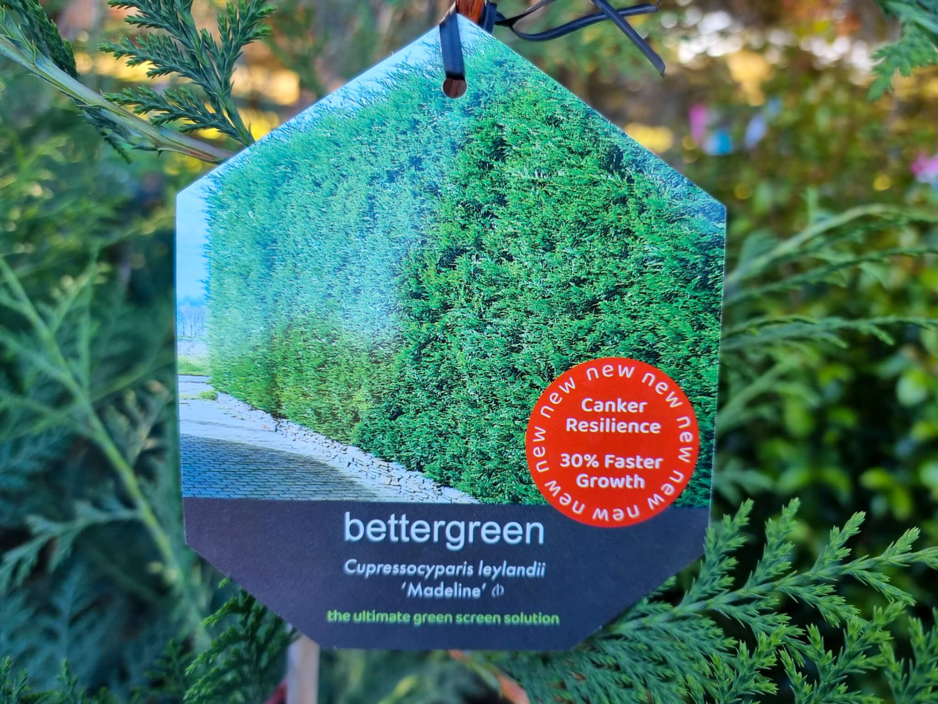 Cupressocyparis leylandii Madeline | Wholesale Nursery - Nurseries in ...