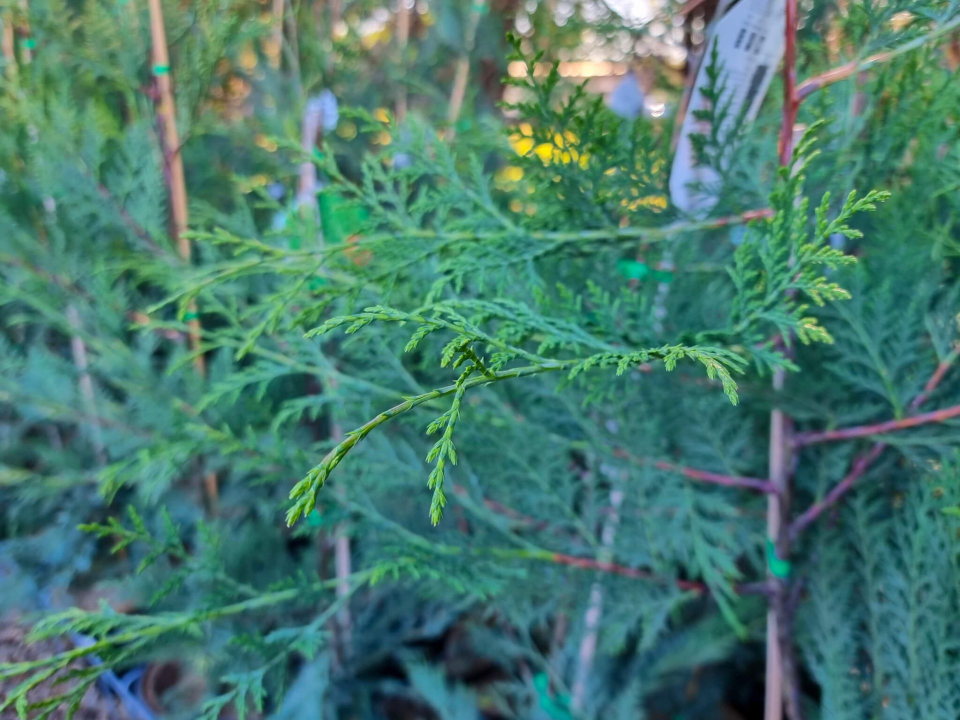 Cupressocyparis leylandii Madeline | Wholesale Nursery - Nurseries in ...