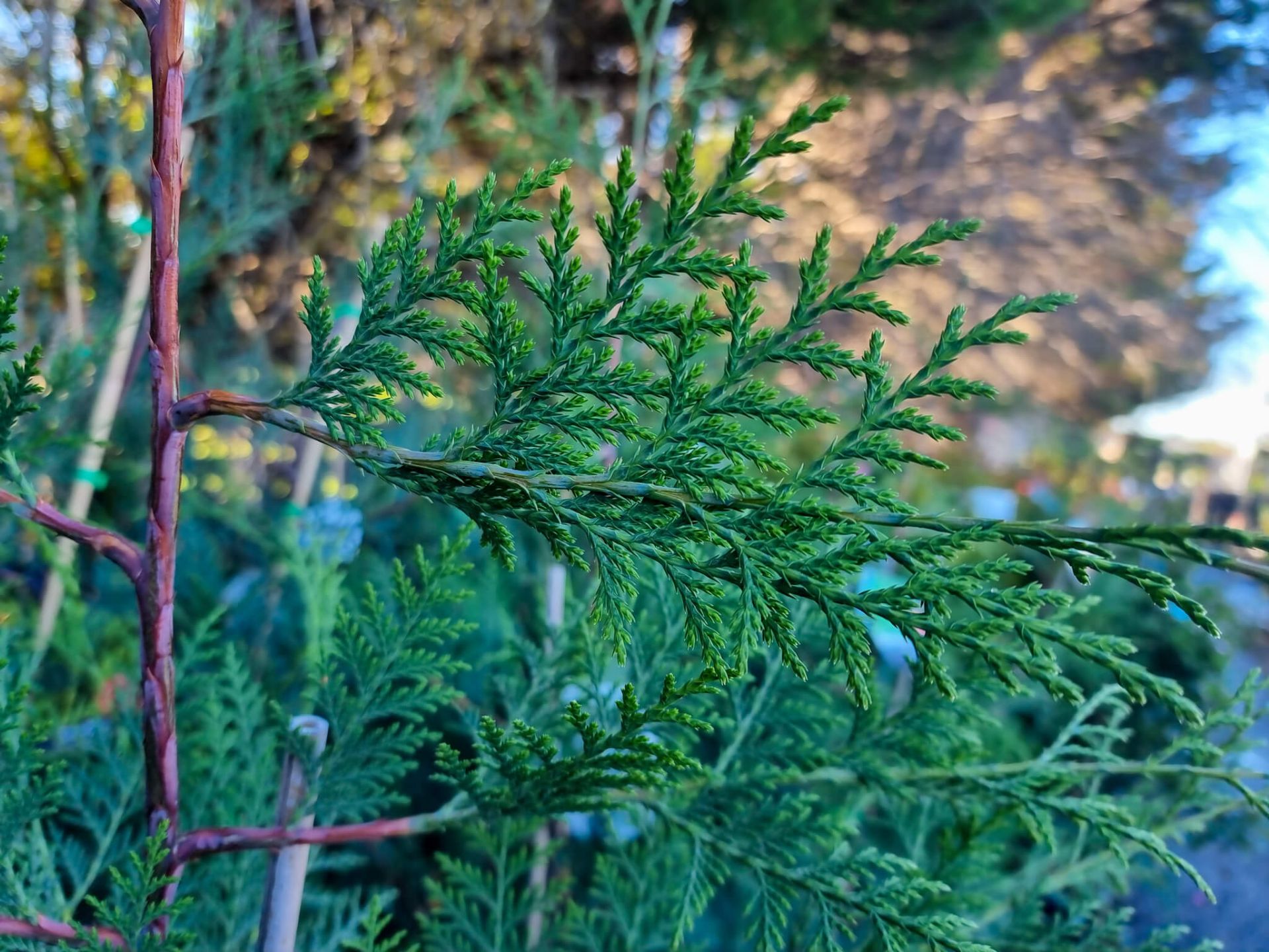 Cupressocyparis leylandii Madeline | Wholesale Nursery - Nurseries in ...