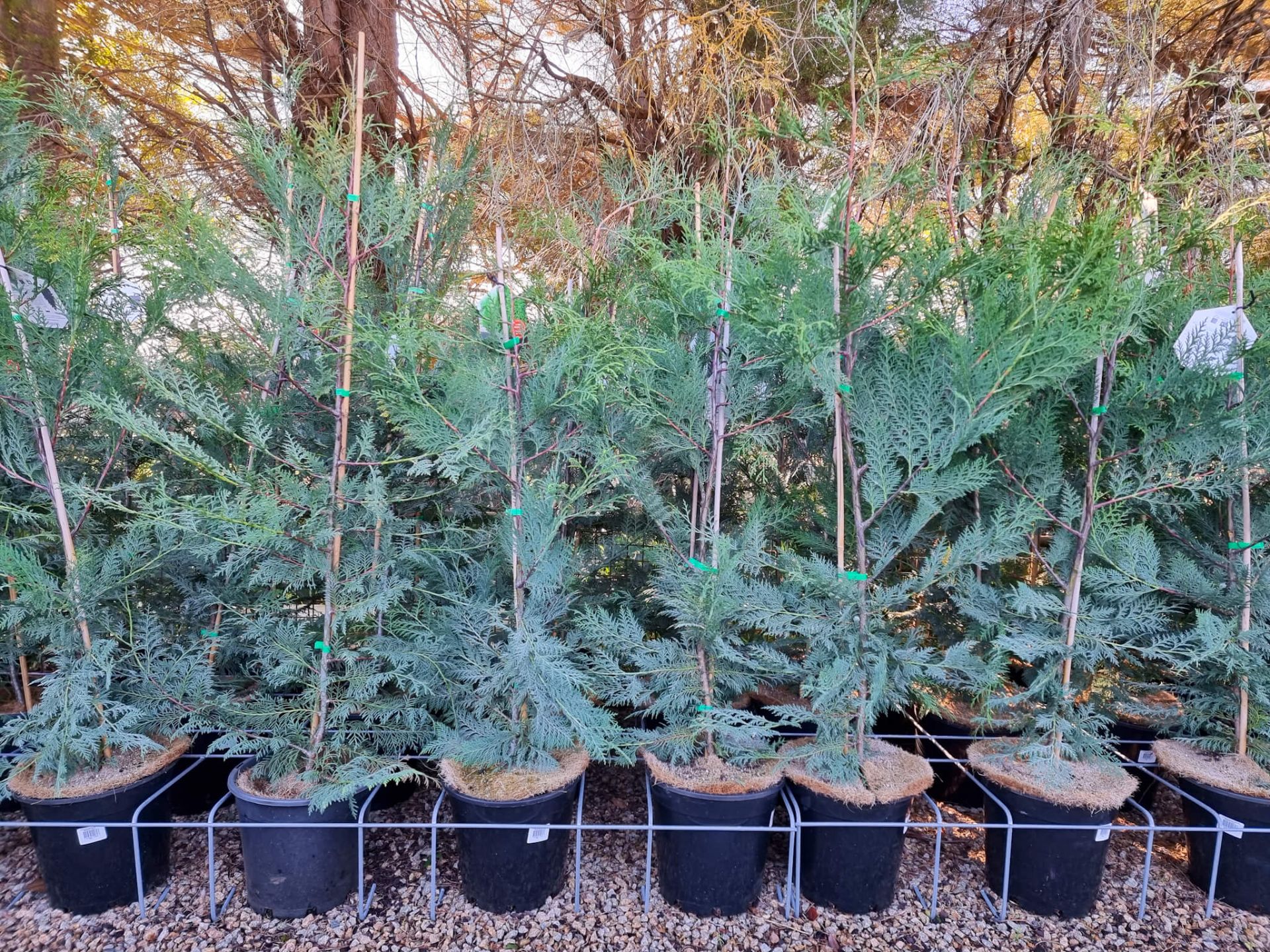 Cupressocyparis leylandii Madeline | Wholesale Nursery - Nurseries in ...