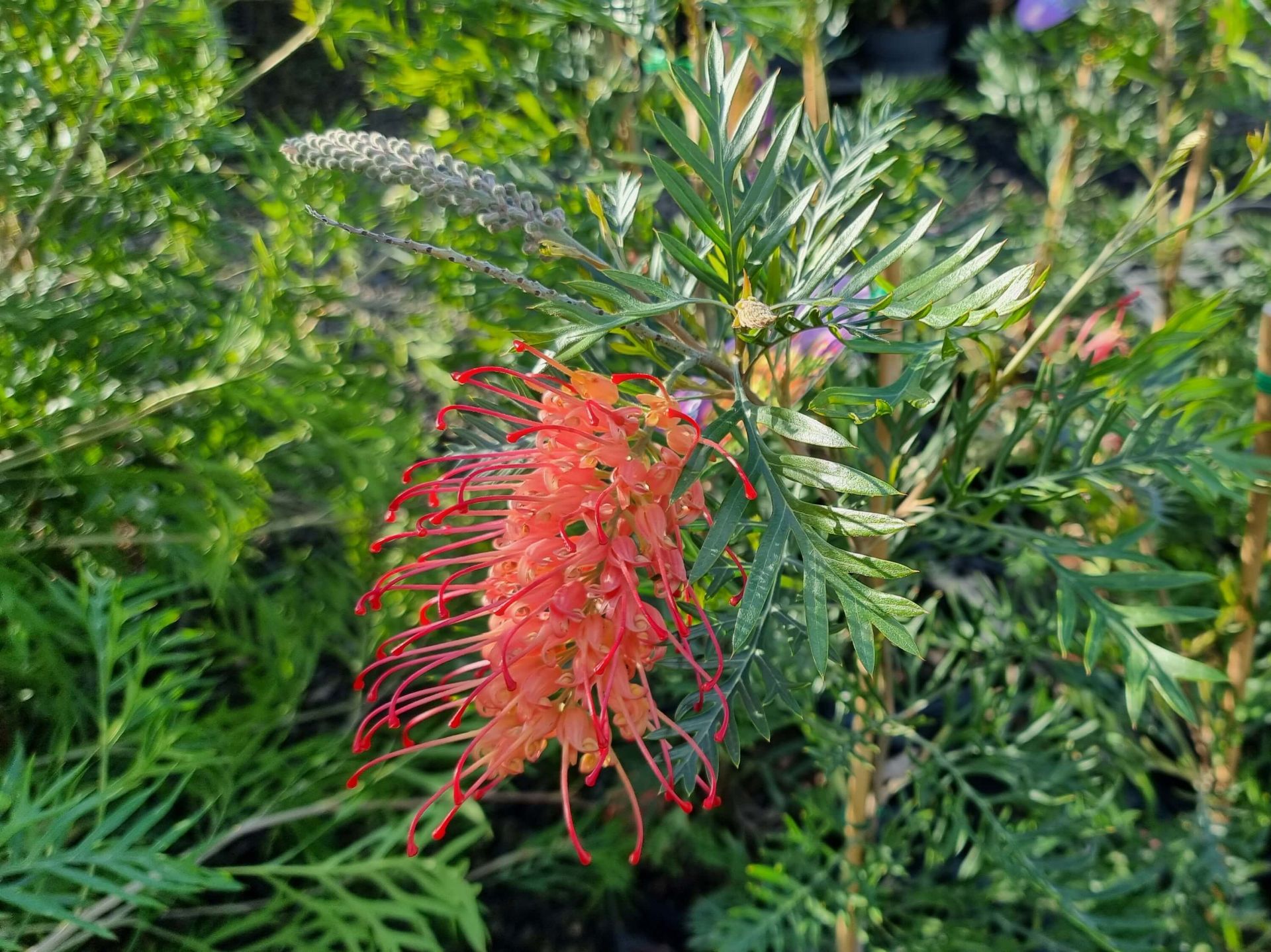 Grevillea hybrida Loopy Lou | Wholesale Nursery - Nurseries in ...