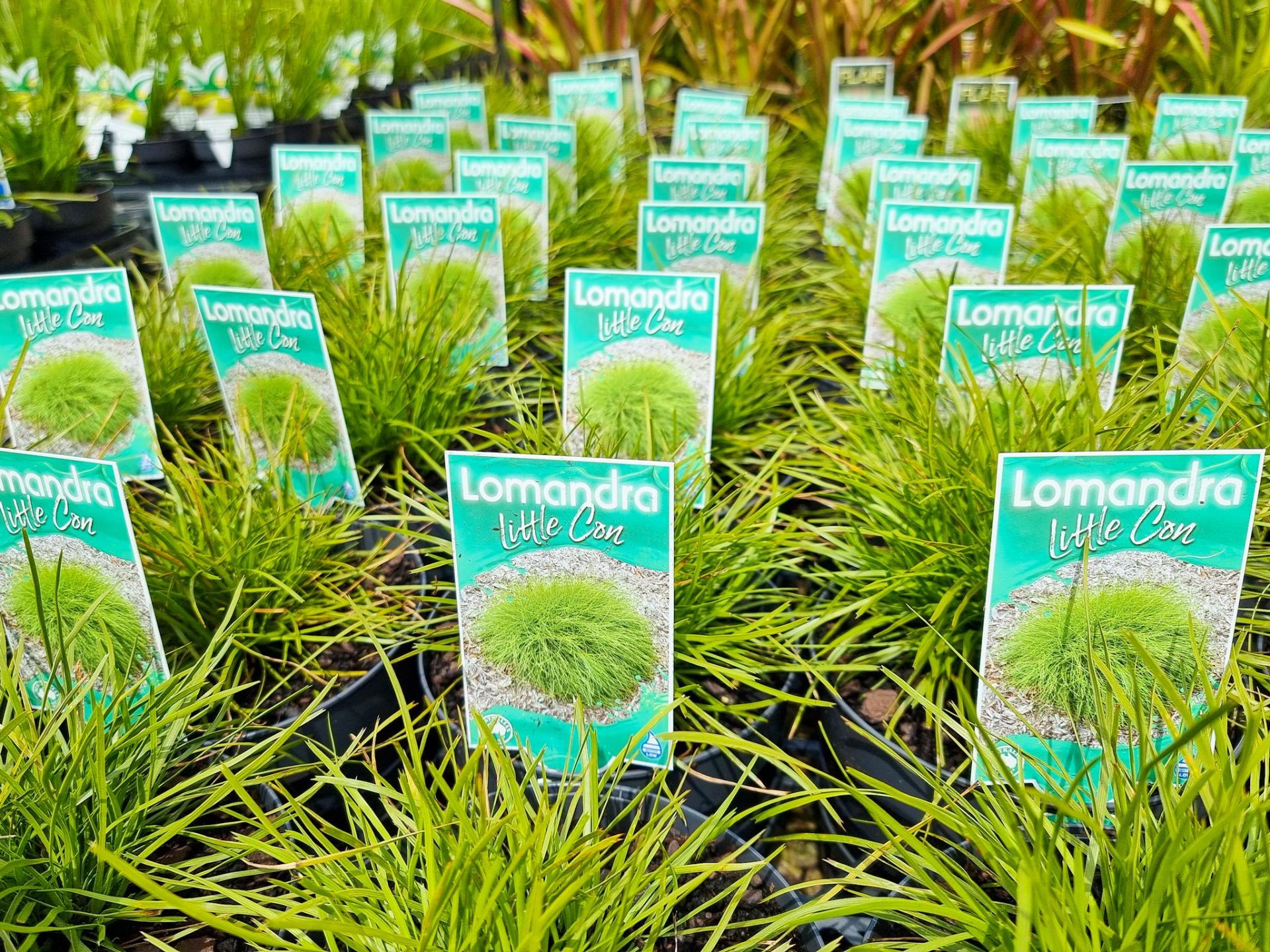 Lomandra confertifolia Little Con | Wholesale Nursery - Nurseries in ...