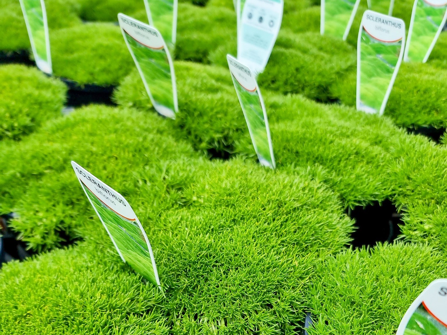 Scleranthus biflorus | Wholesale Nursery - Nurseries in Melbourne ...