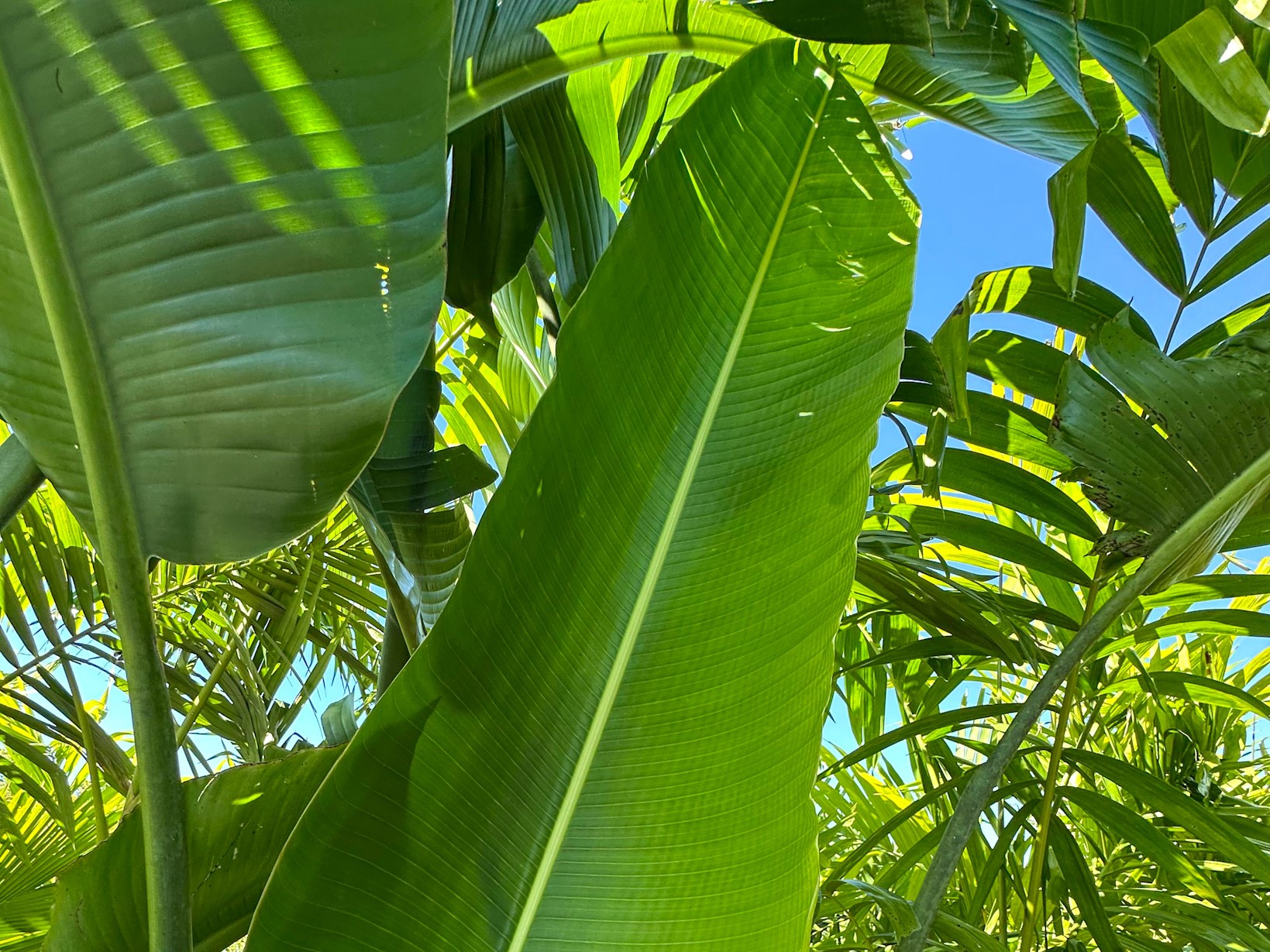 Ravenala madagascariensis | Wholesale Nursery - Nurseries in Melbourne ...