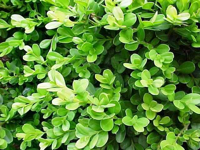 Buxus microphylla japonica | Wholesale Nursery - Nurseries in Melbourne ...