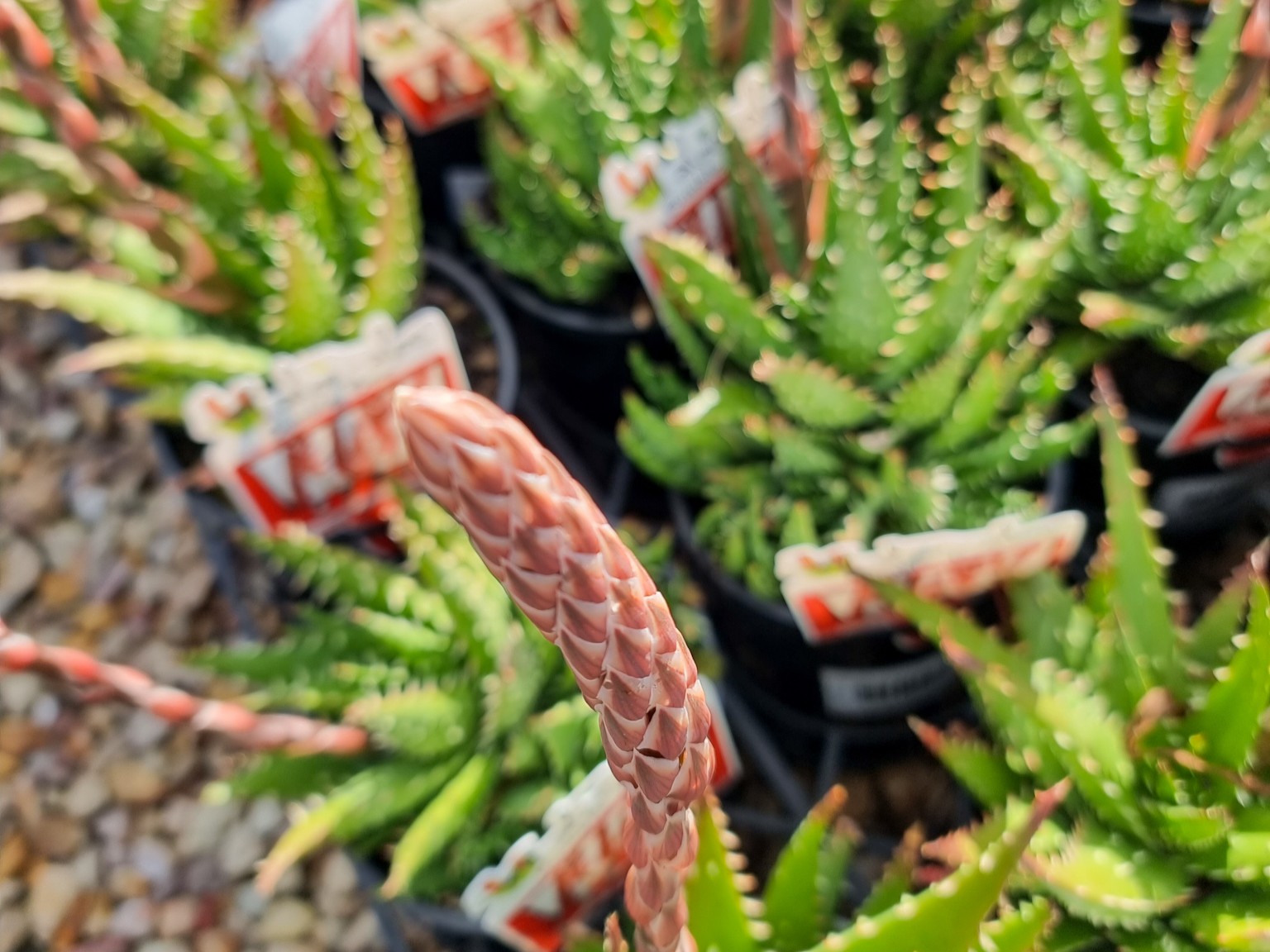 Aloe hybrida Bumble Bee | Wholesale Nursery - Nurseries in Melbourne ...