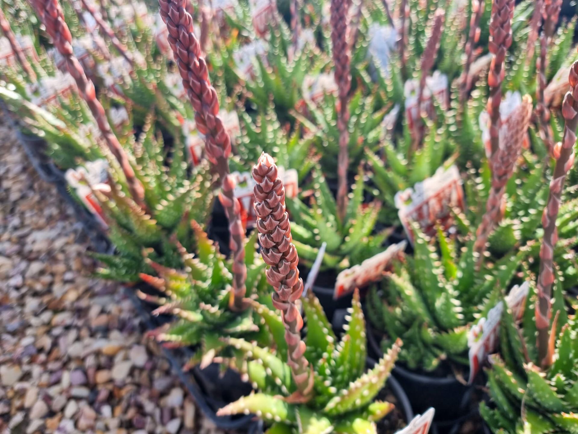 Aloe hybrida Bumble Bee | Wholesale Nursery - Nurseries in Melbourne ...