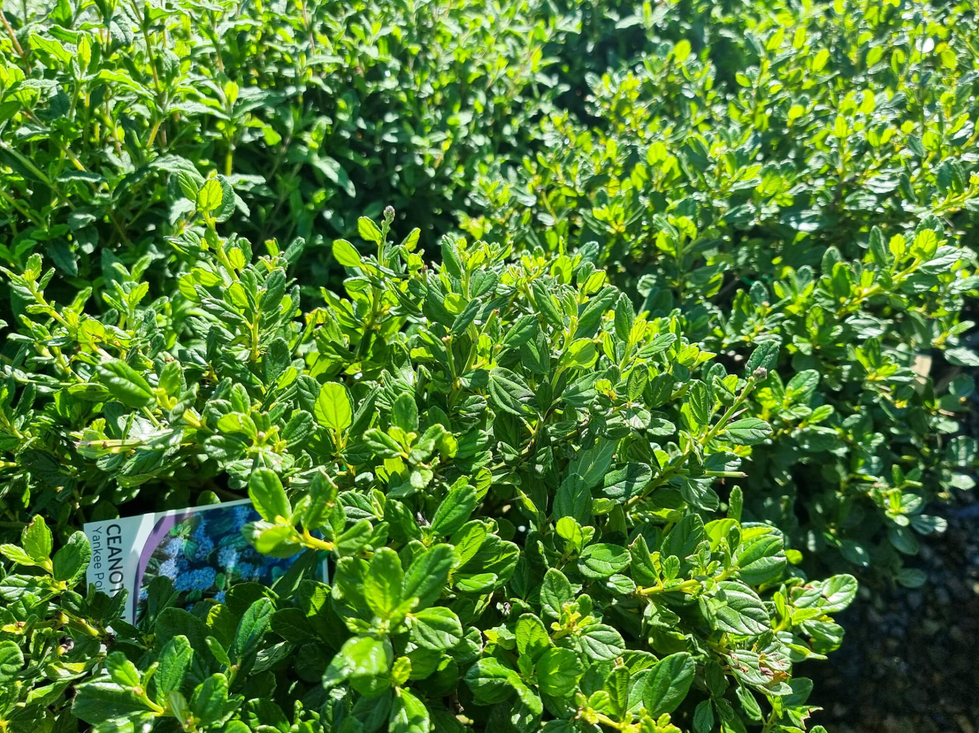 Ceanothus griseus horizontalis Yankee Point | Wholesale Nursery ...